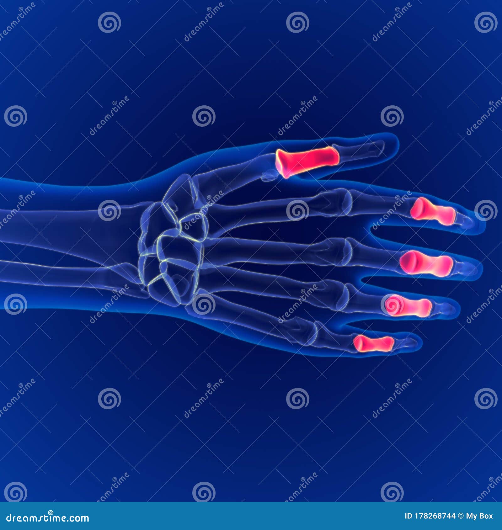 Intermediate Anatomy