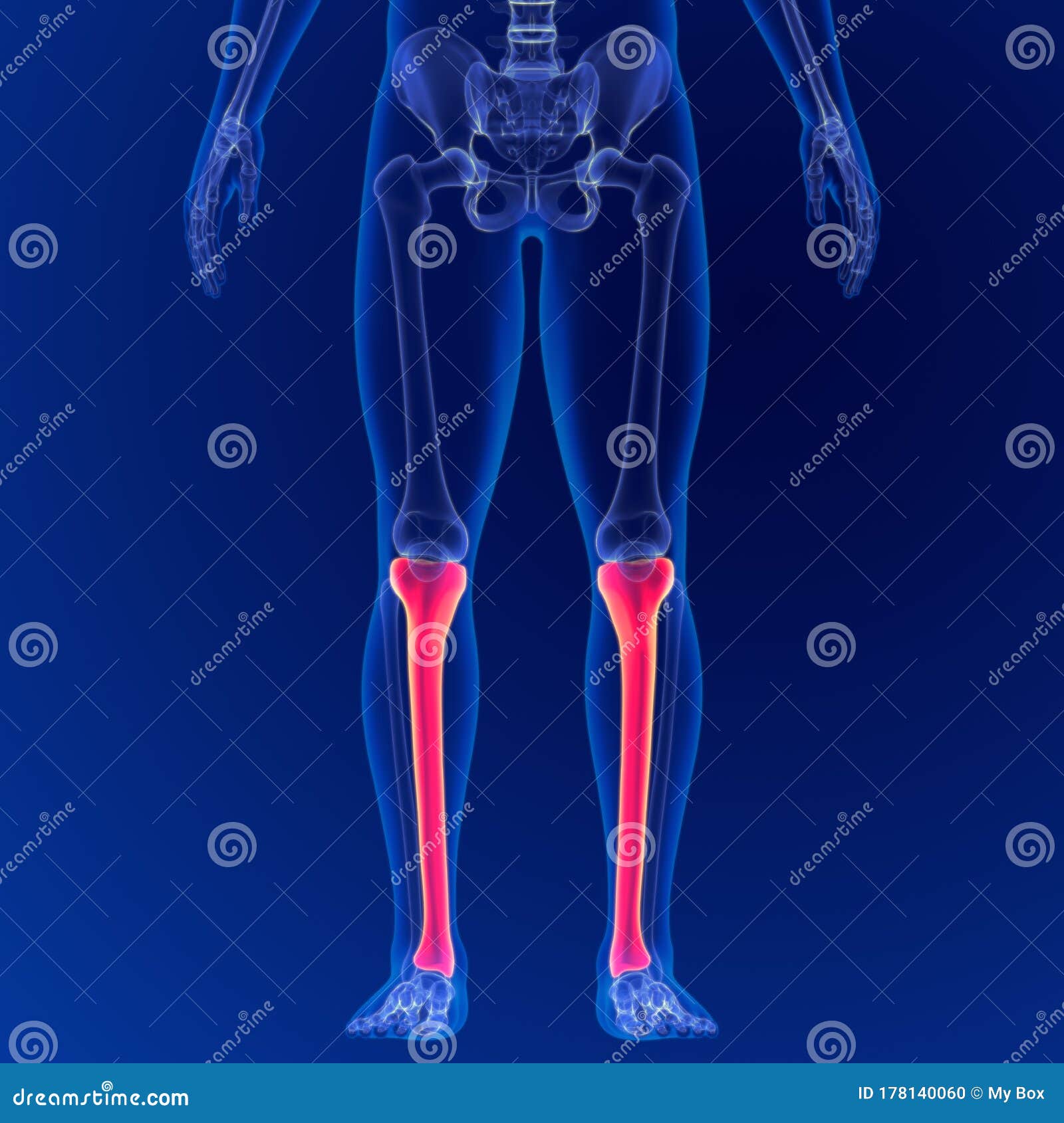 Human Skeleton Anatomy Tibia Bone 3D Rendering for Medical Concept ...