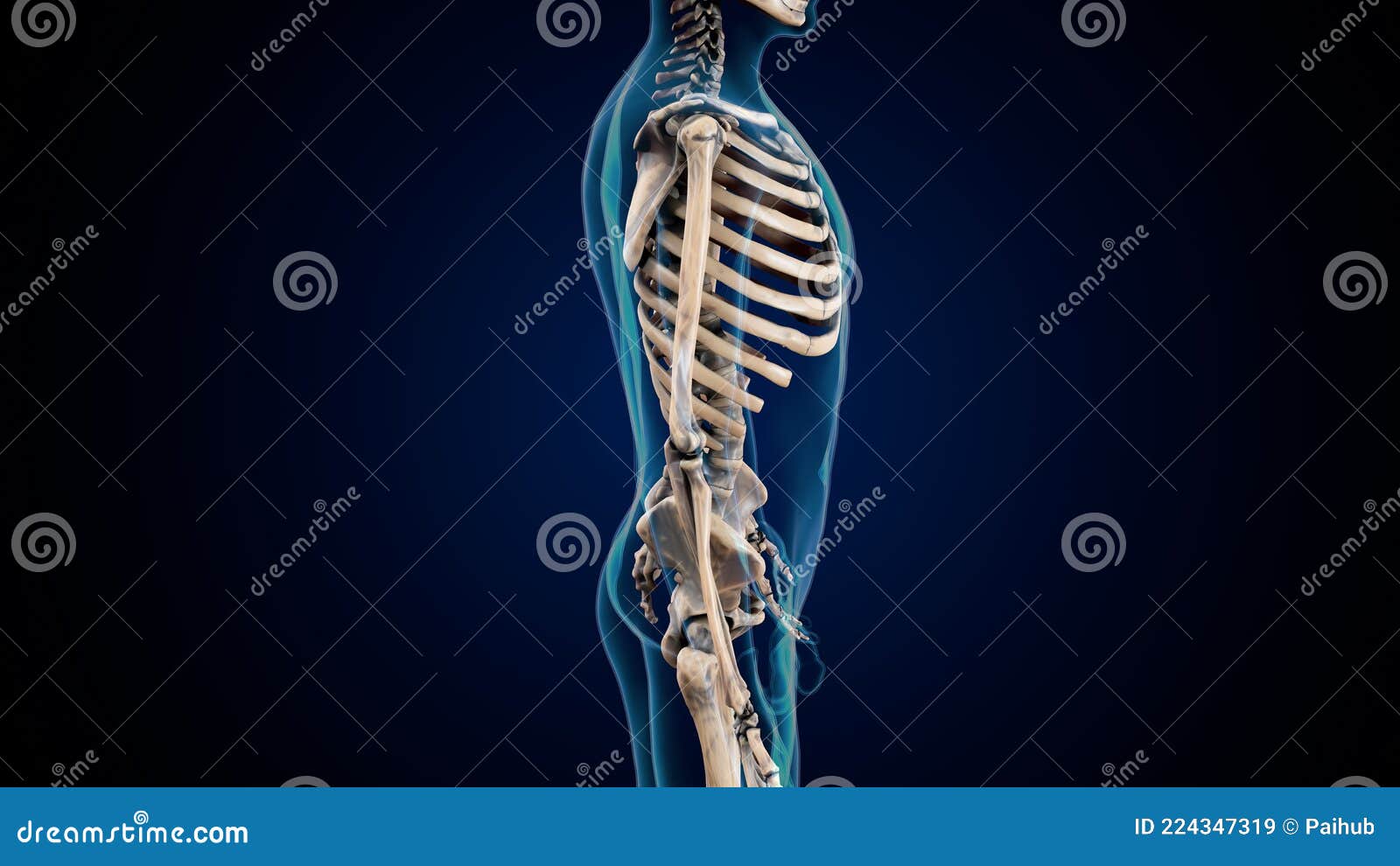 3d Illustration of Human Skeleton Axial Bone Anatomy. Stock ...