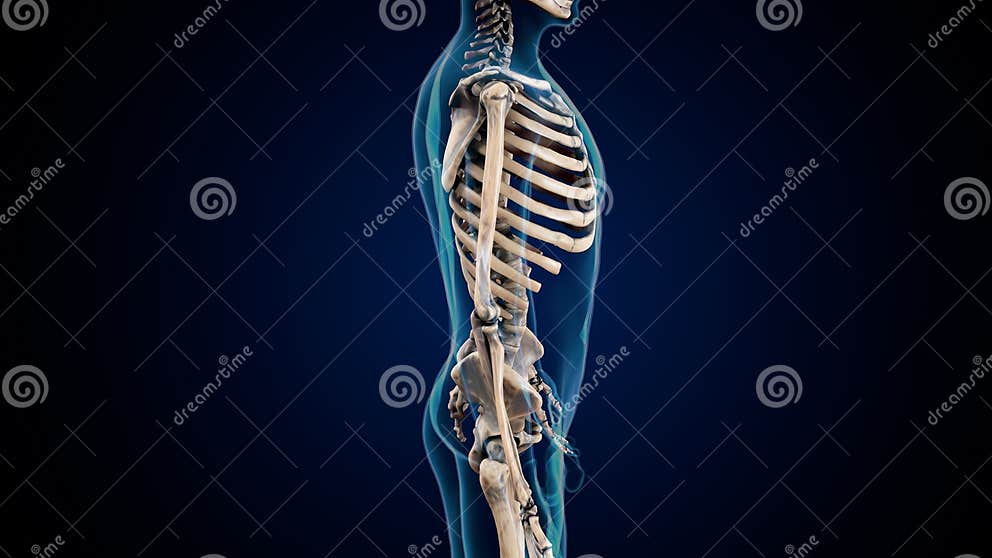 3d Illustration of Human Skeleton Axial Bone Anatomy. Stock ...