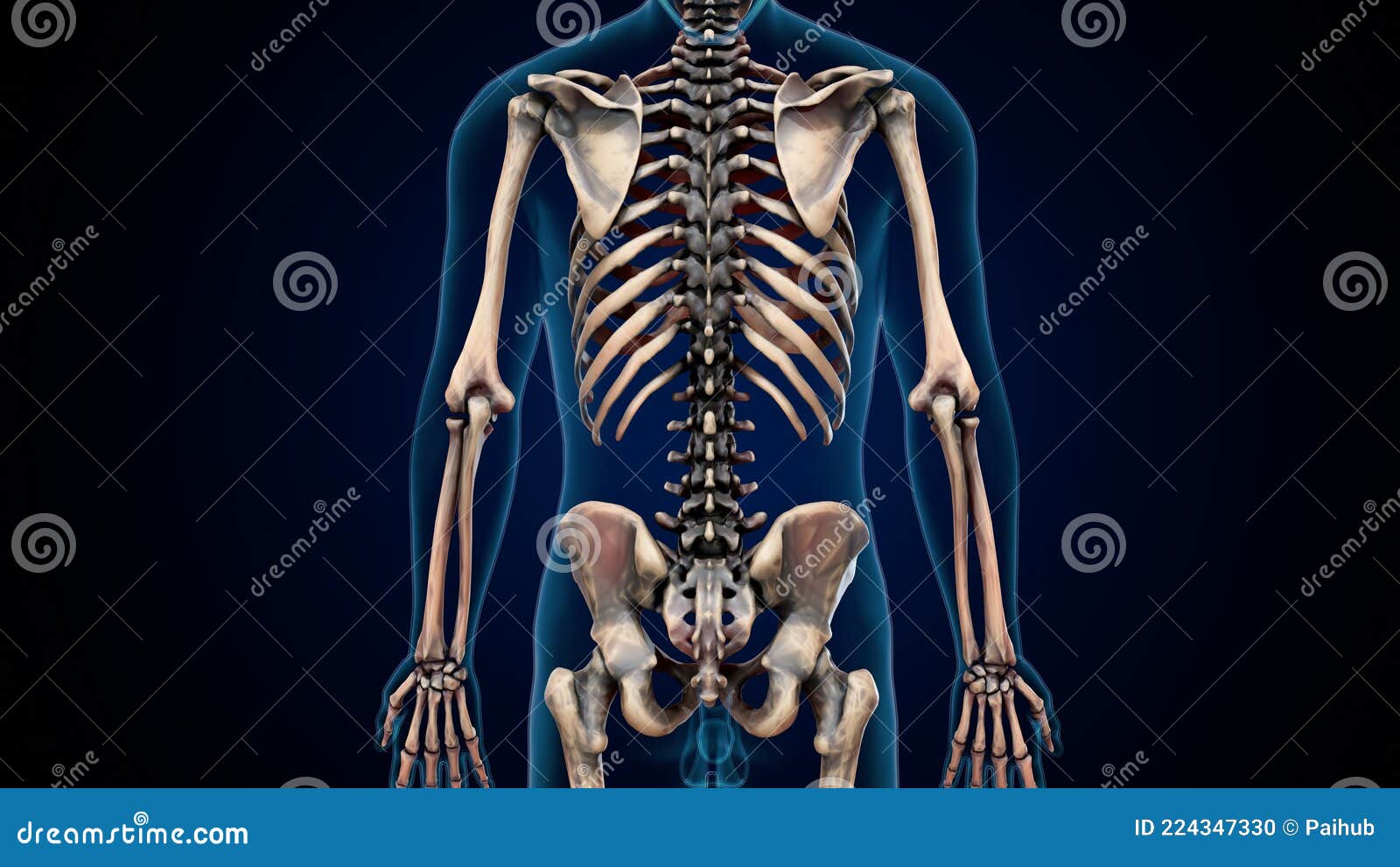 3d Illustration of Human Skeleton Axial Bone Anatomy. Stock ...