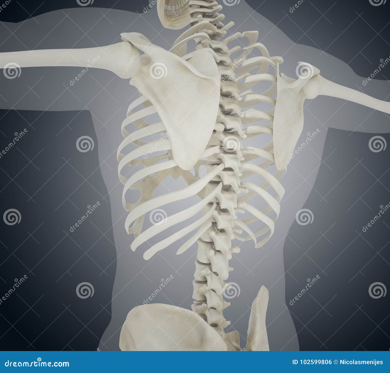 3d Illustration of Human Skeleton Back Stock Illustration ...