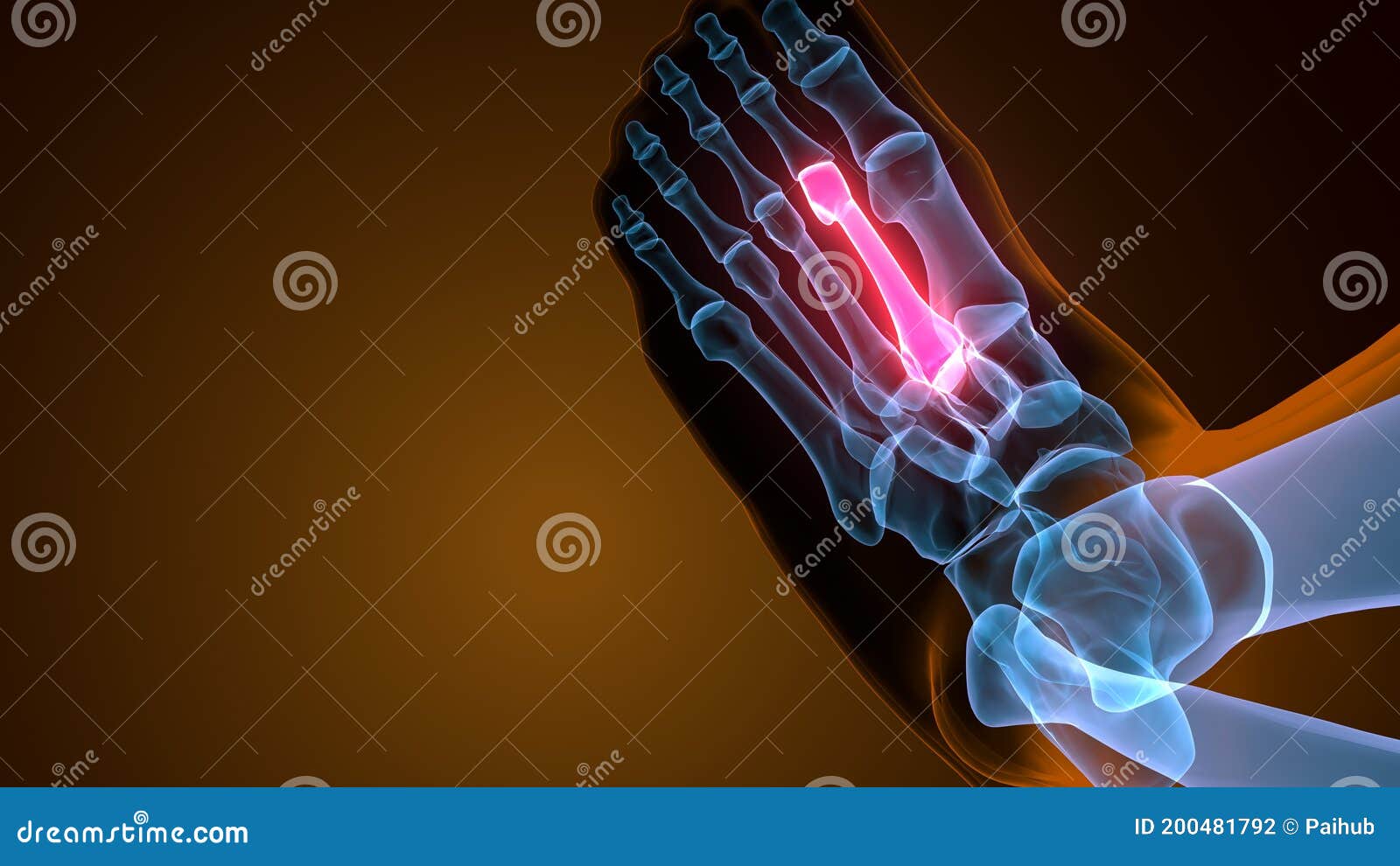 3d Illustration of the Human Skeleton Metatarsal Bones Stock ...