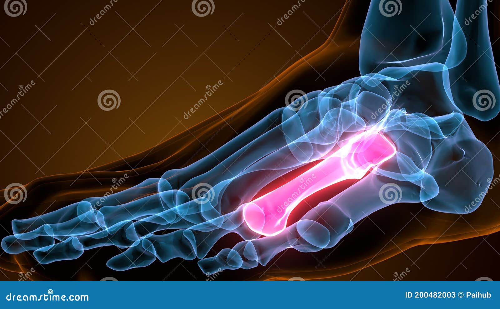 3d Illustration of the Human Skeleton Metatarsal Bones Stock ...