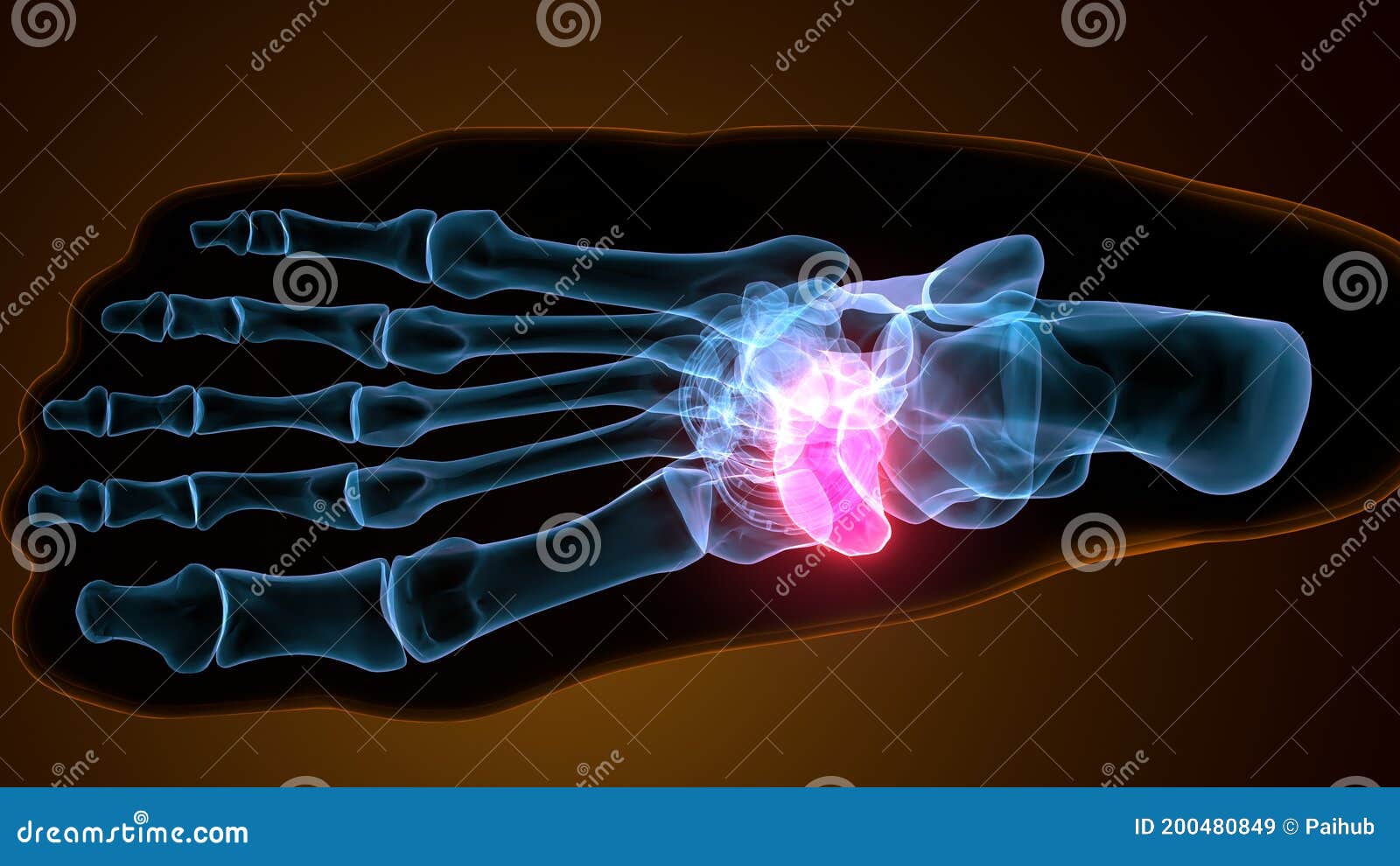 3d Illustration Of The Human Skeleton Navicular Bone Royalty-Free Stock ...