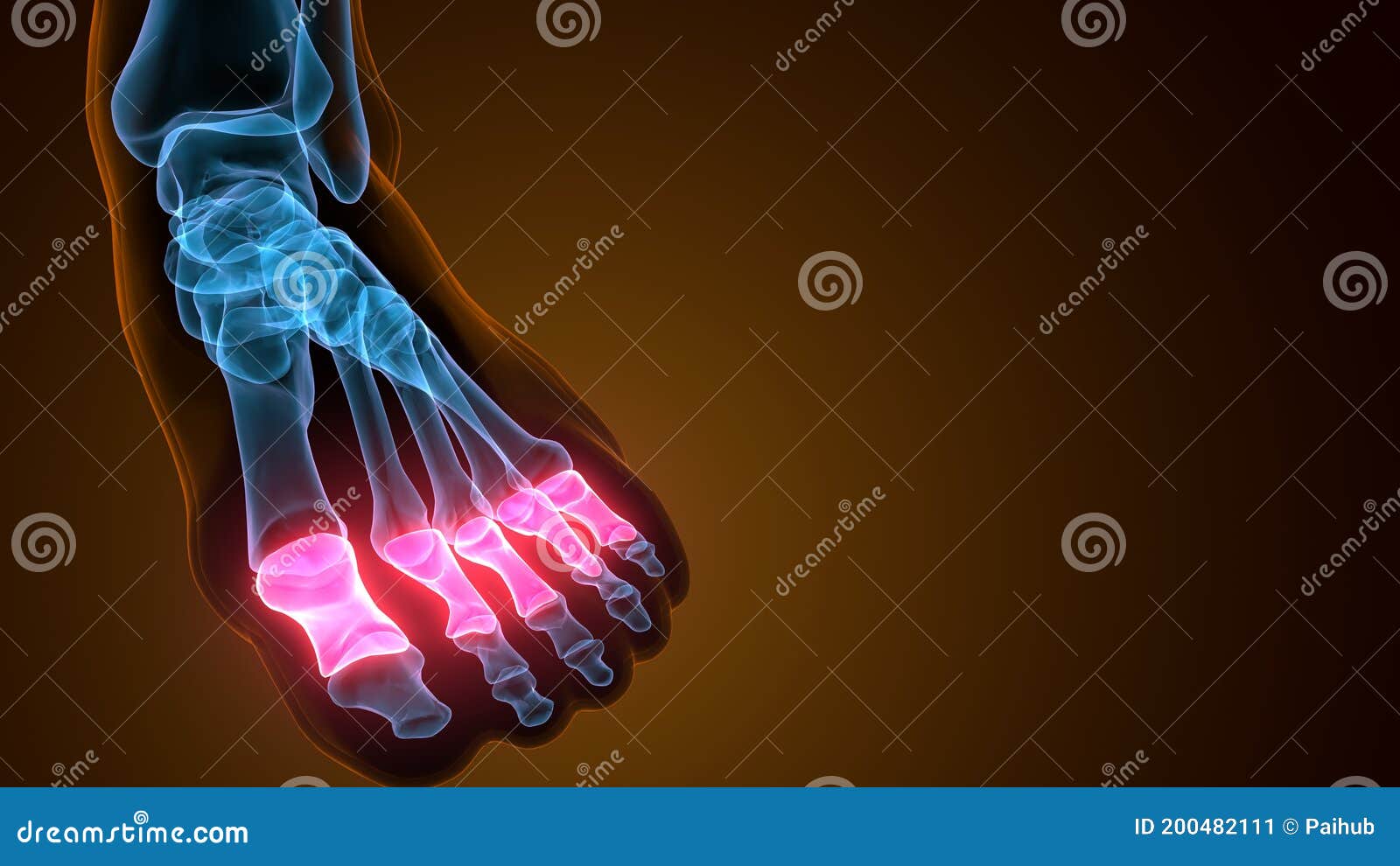3d Illustration of the Human Skeleton Proximal Phalanx Bones Stock ...