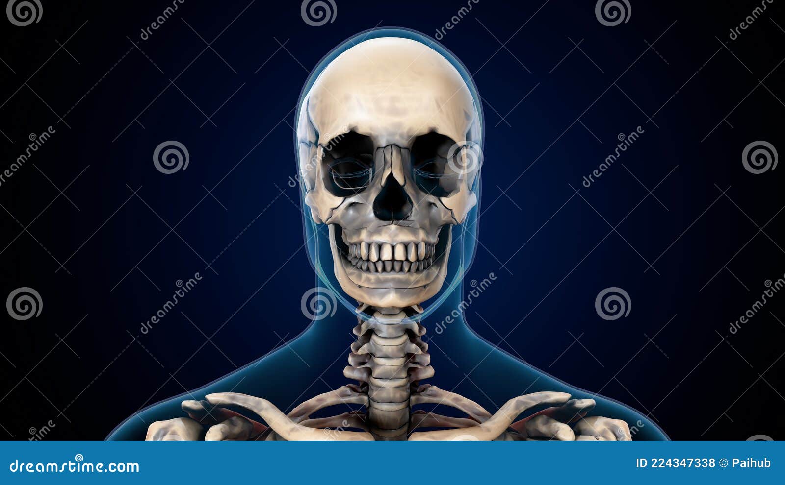 3d Illustration of Human Skeleton Skull Anatomy. Stock Illustration ...