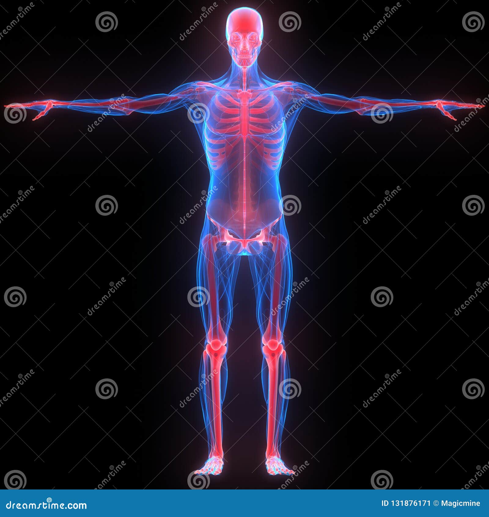 Human Skeleton System Bone Joints Anatomy Stock Illustration ...