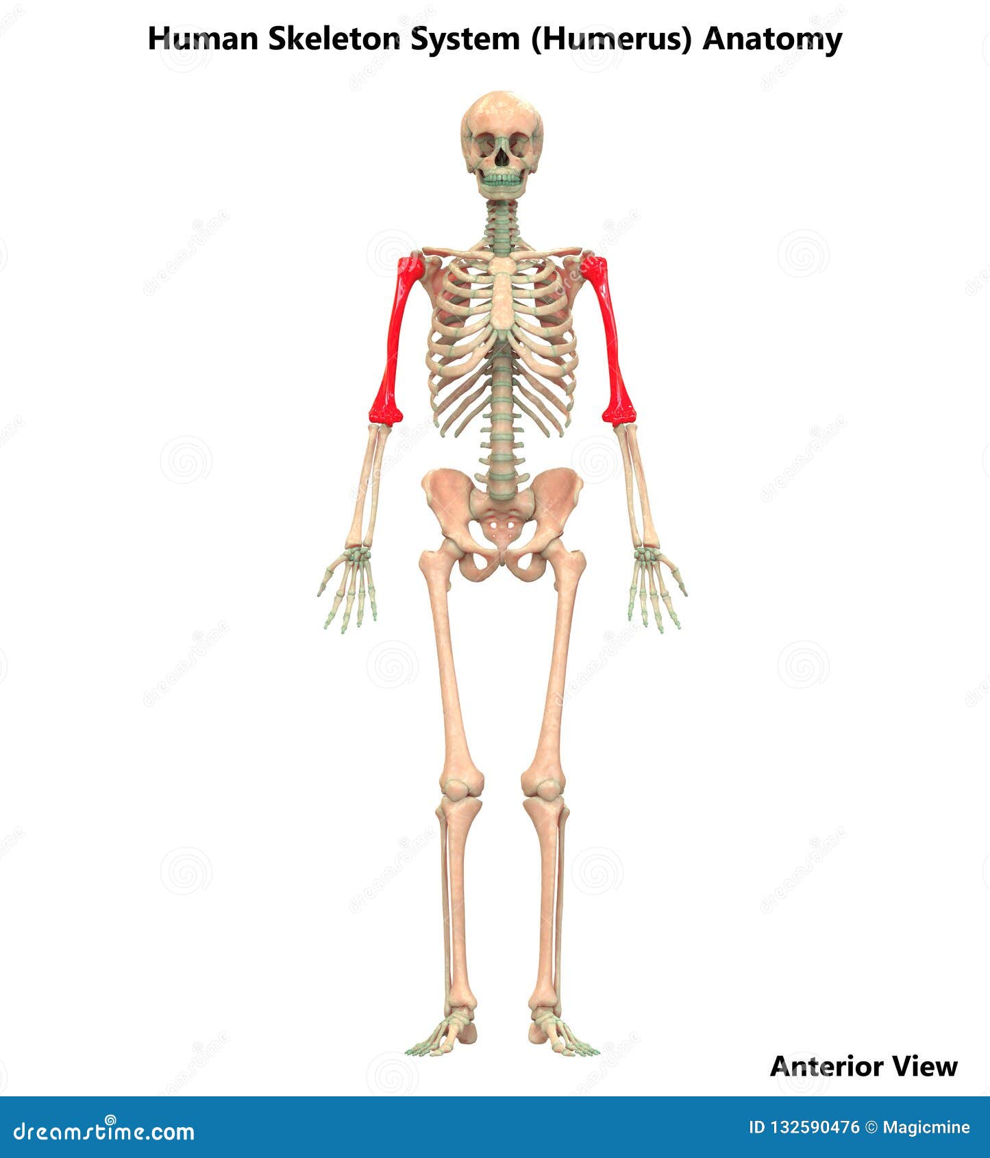 Human Skeleton System Humerus Bone Joints Anatomy Stock Illustration ...
