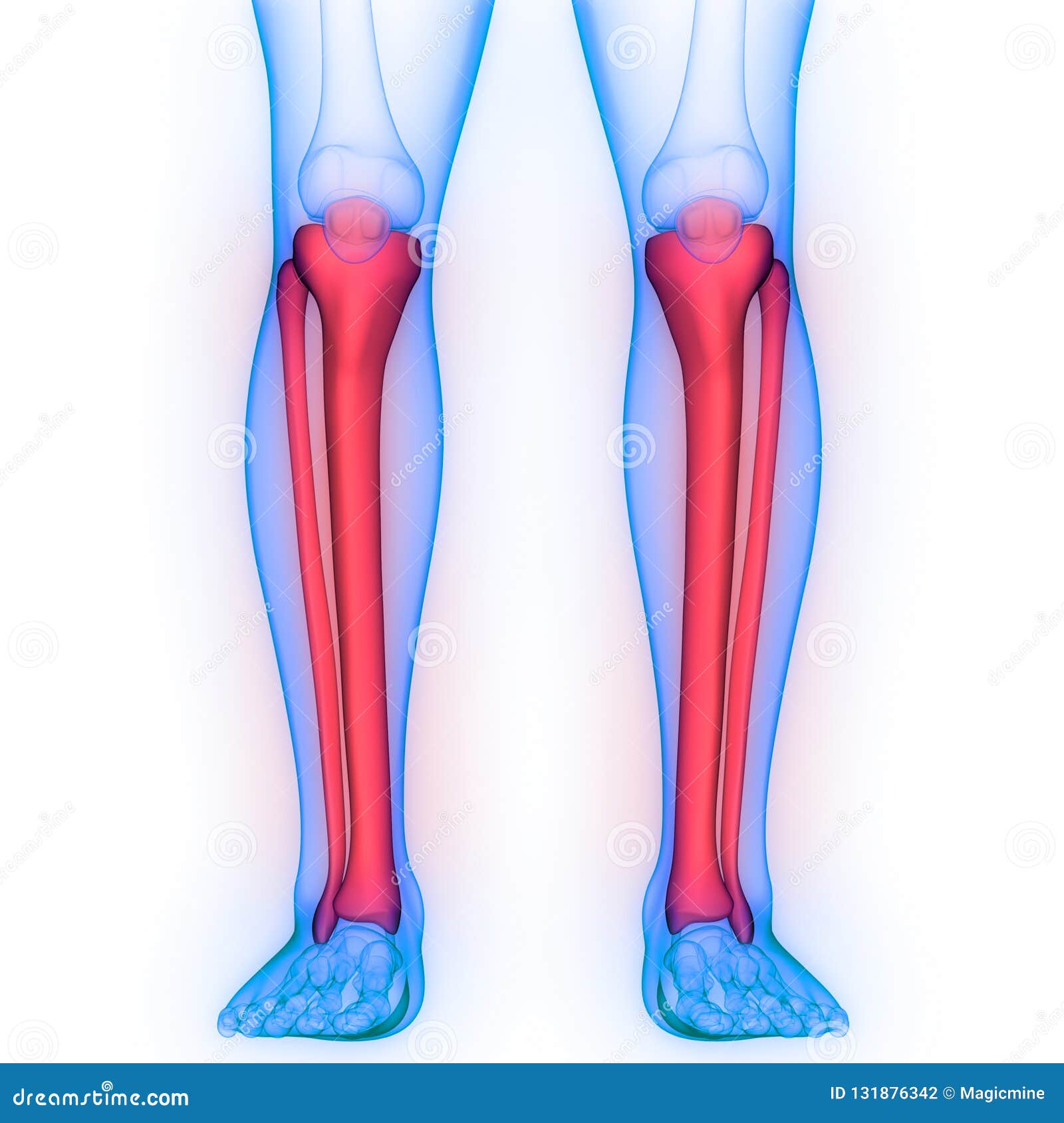 Human Skeleton System Tibia And Fibula Bone Joints Anatomy Stock ... Human Skeleton System Tibia And Fibula Bone Joints Anatomy Stock ...