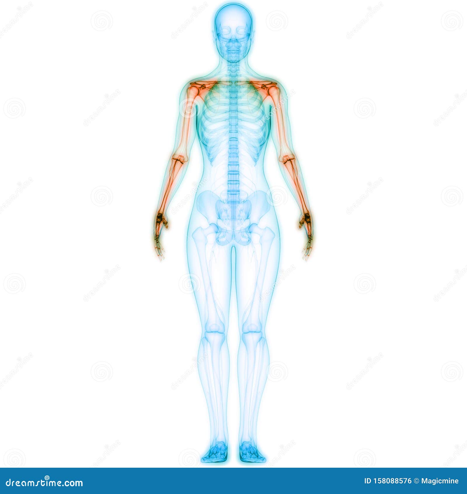 Human Skeleton System Upper Limbs Anatomy Stock Illustration ...