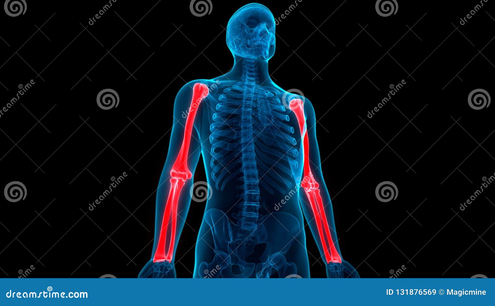 Human Skeleton System Upper Limbs Anatomy Stock Illustration ...