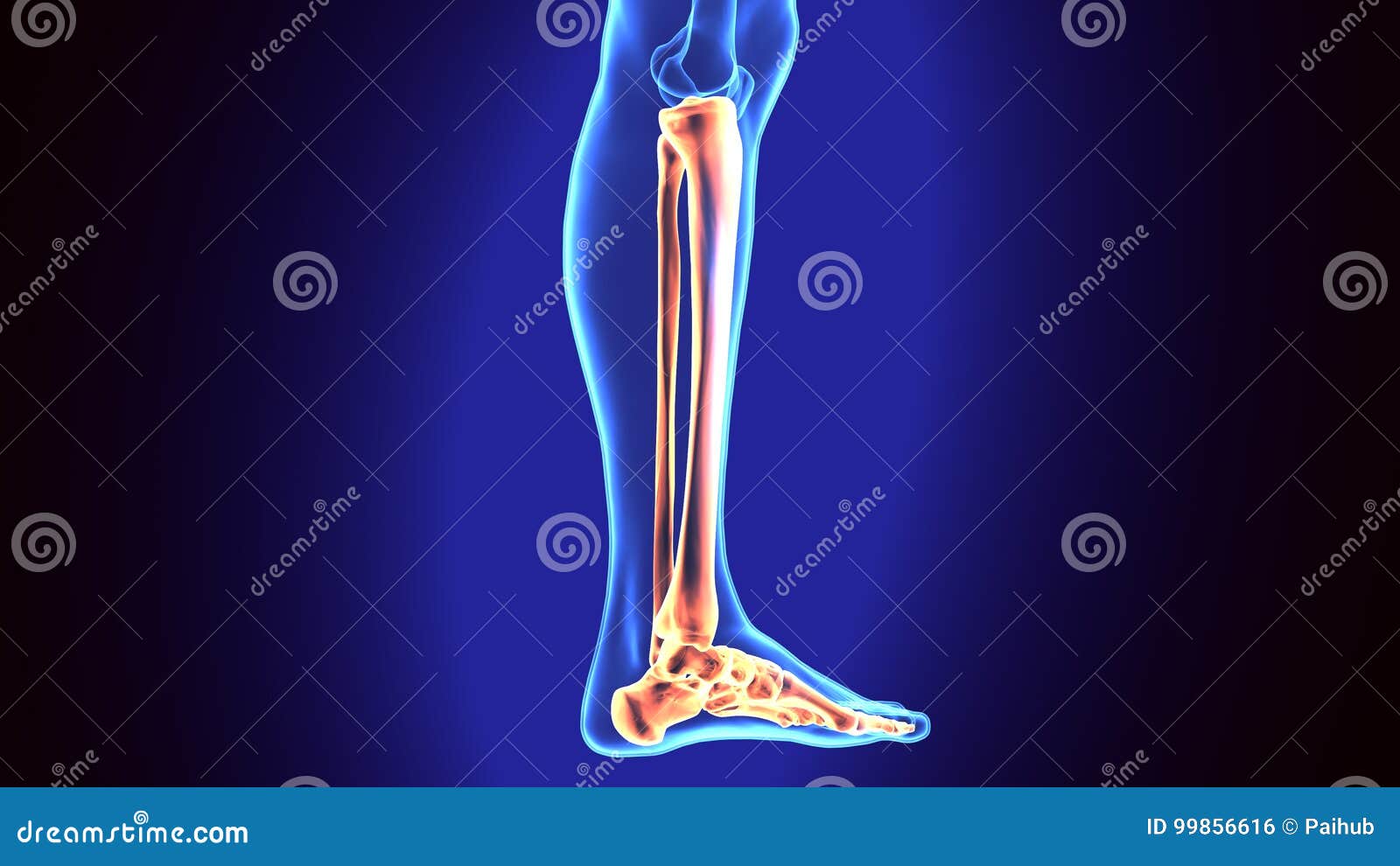 3D Illustration of Human Skeleton Tibia and Fibula Bones Stock ...
