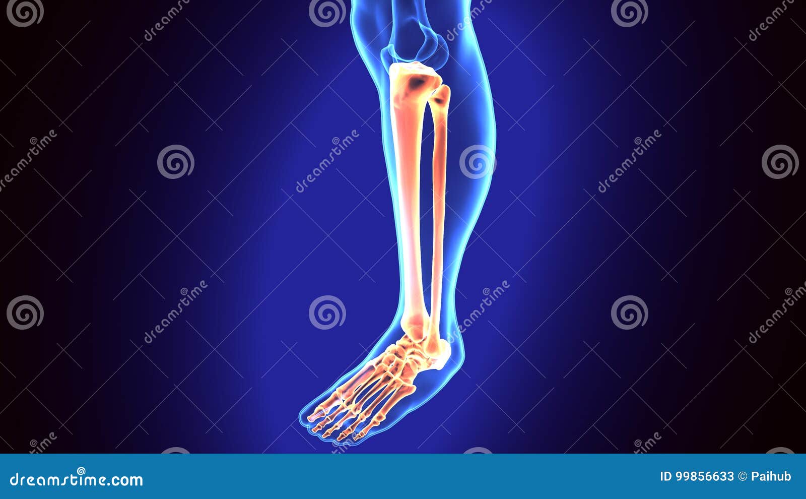 3D Illustration of Human Skeleton Tibia and Fibula Bones Stock ...