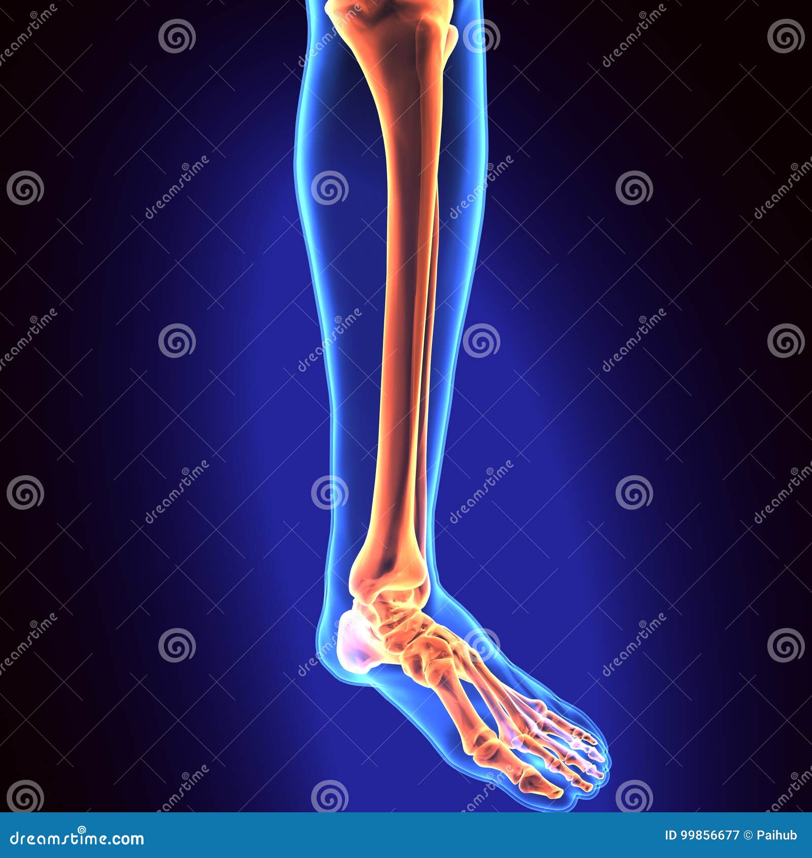 3D Illustration of Human Skeleton Tibia and Fibula Bones Stock ...
