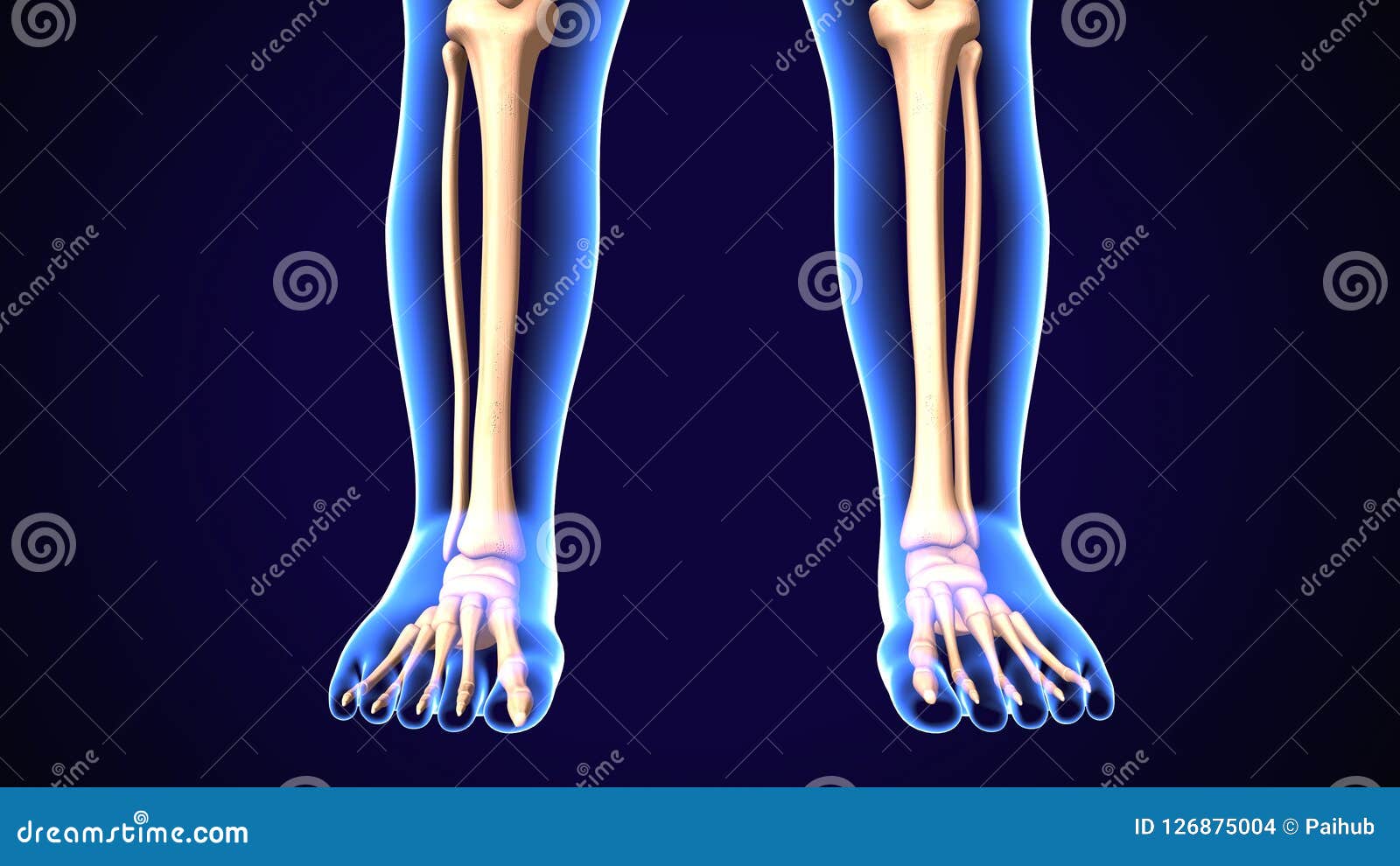 3D Illustration Of Human Skeleton Tibia And Fibula Bones Stock Photo ...