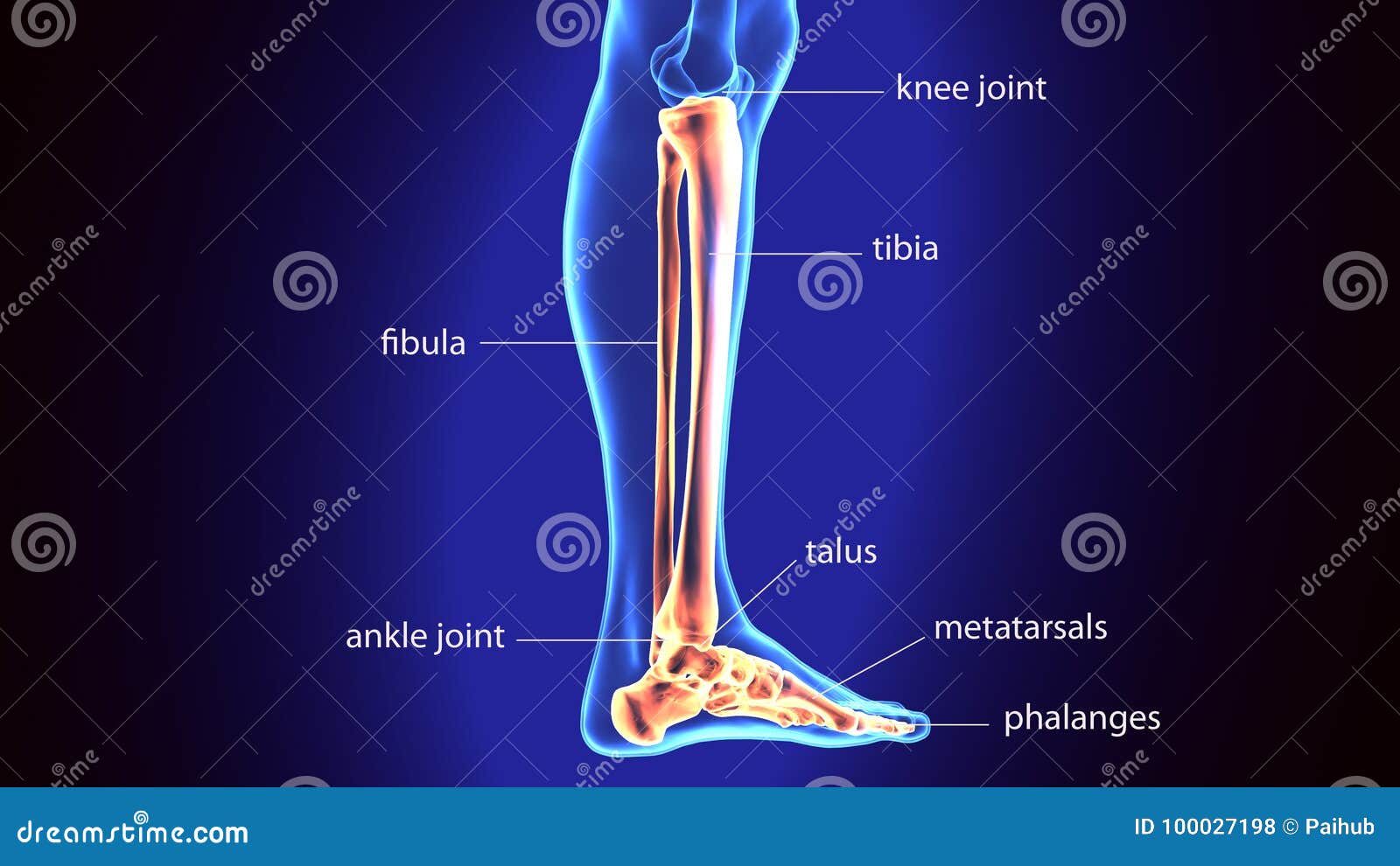 3D Illustration Of Human Skeleton Tibia And Fibula Bones Royalty-Free ...