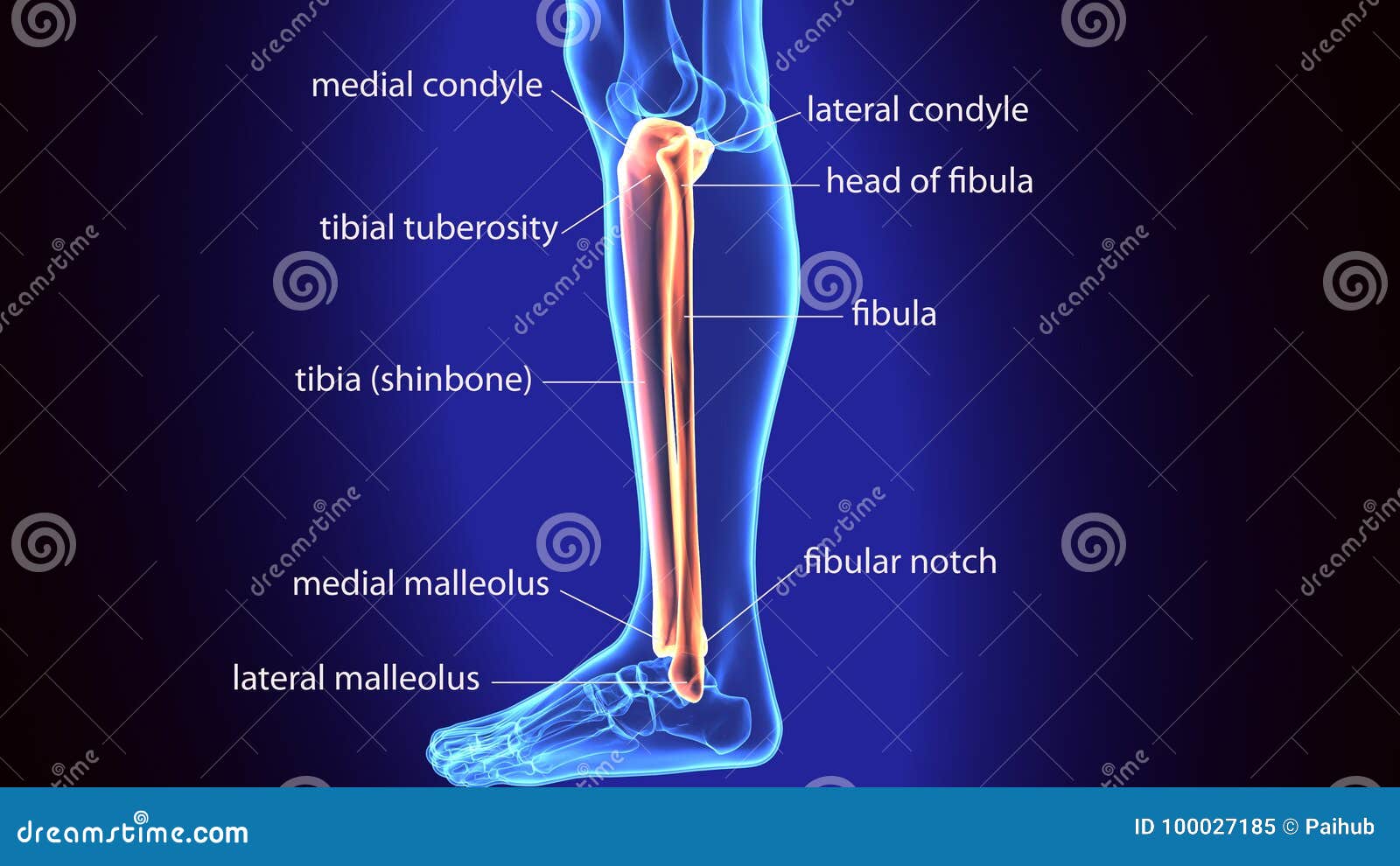 3D Illustration of Human Skeleton Tibia and Fibula Bones Stock ...