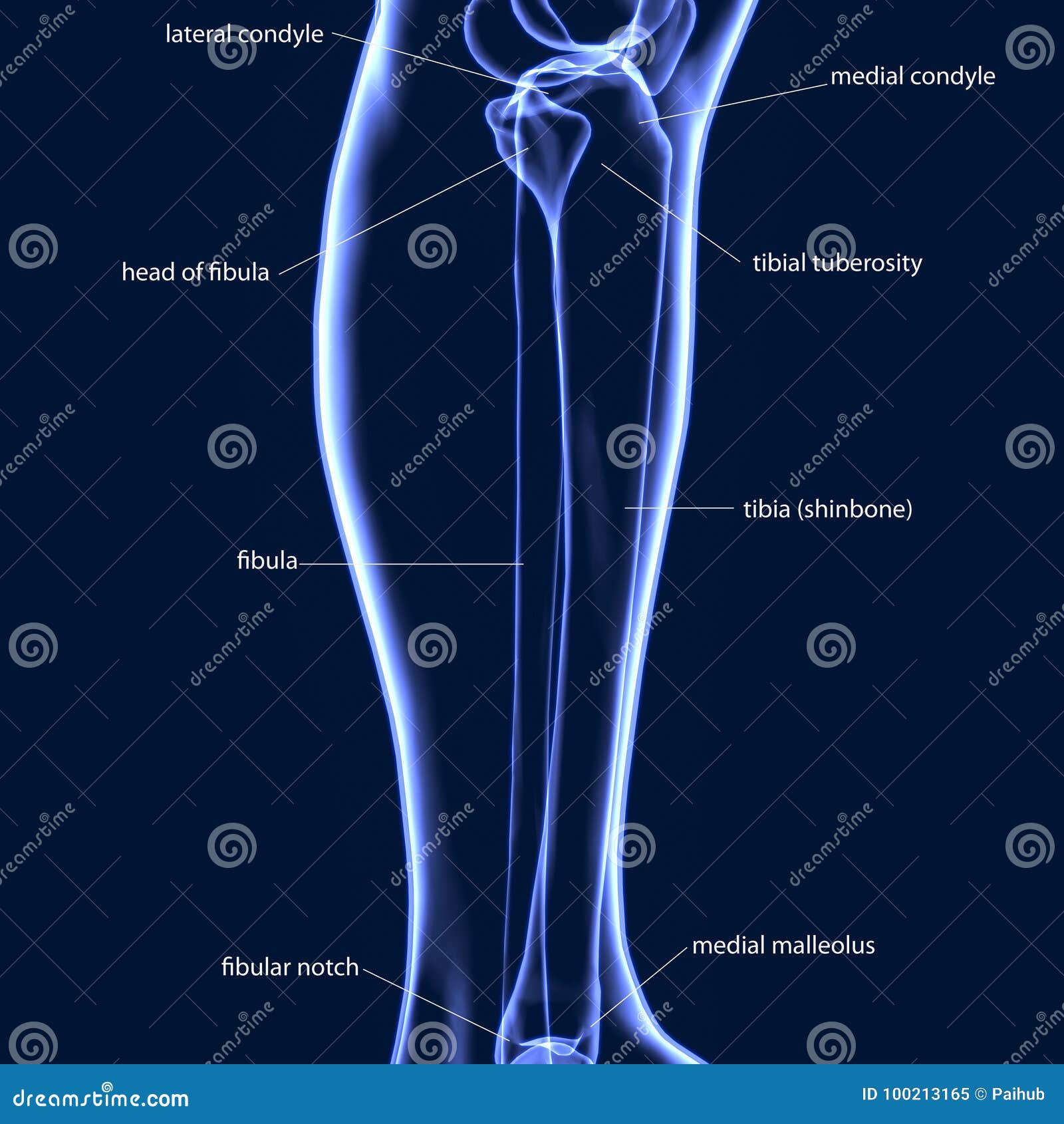 3D Illustration Of Human Skeleton Tibia And Fibula Bones Stock Image ...