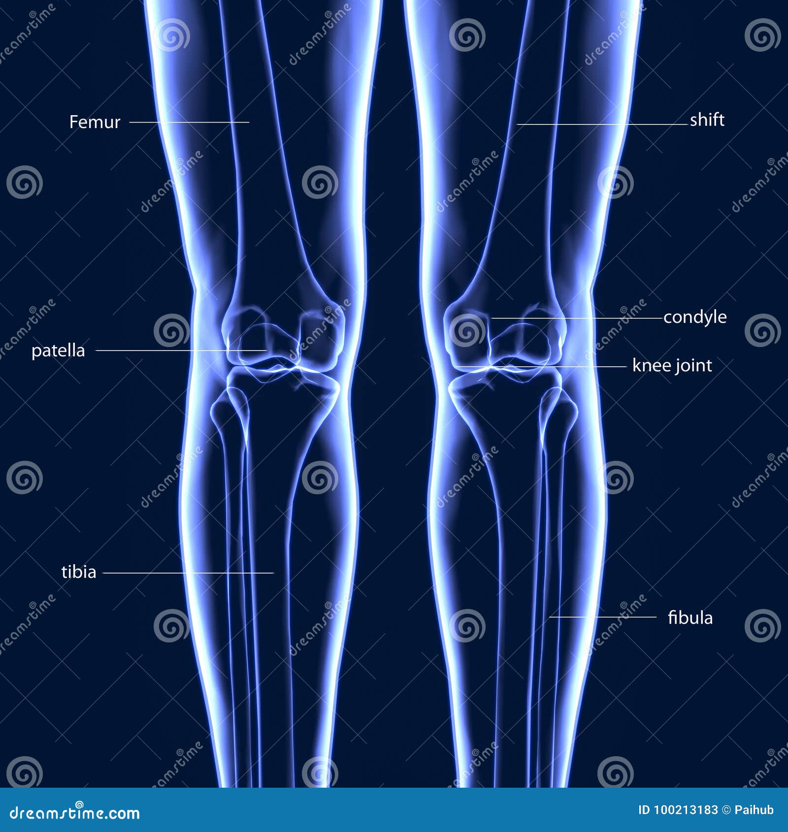 3D Illustration Of Human Skeleton Tibia And Fibula Bones Stock Image ...