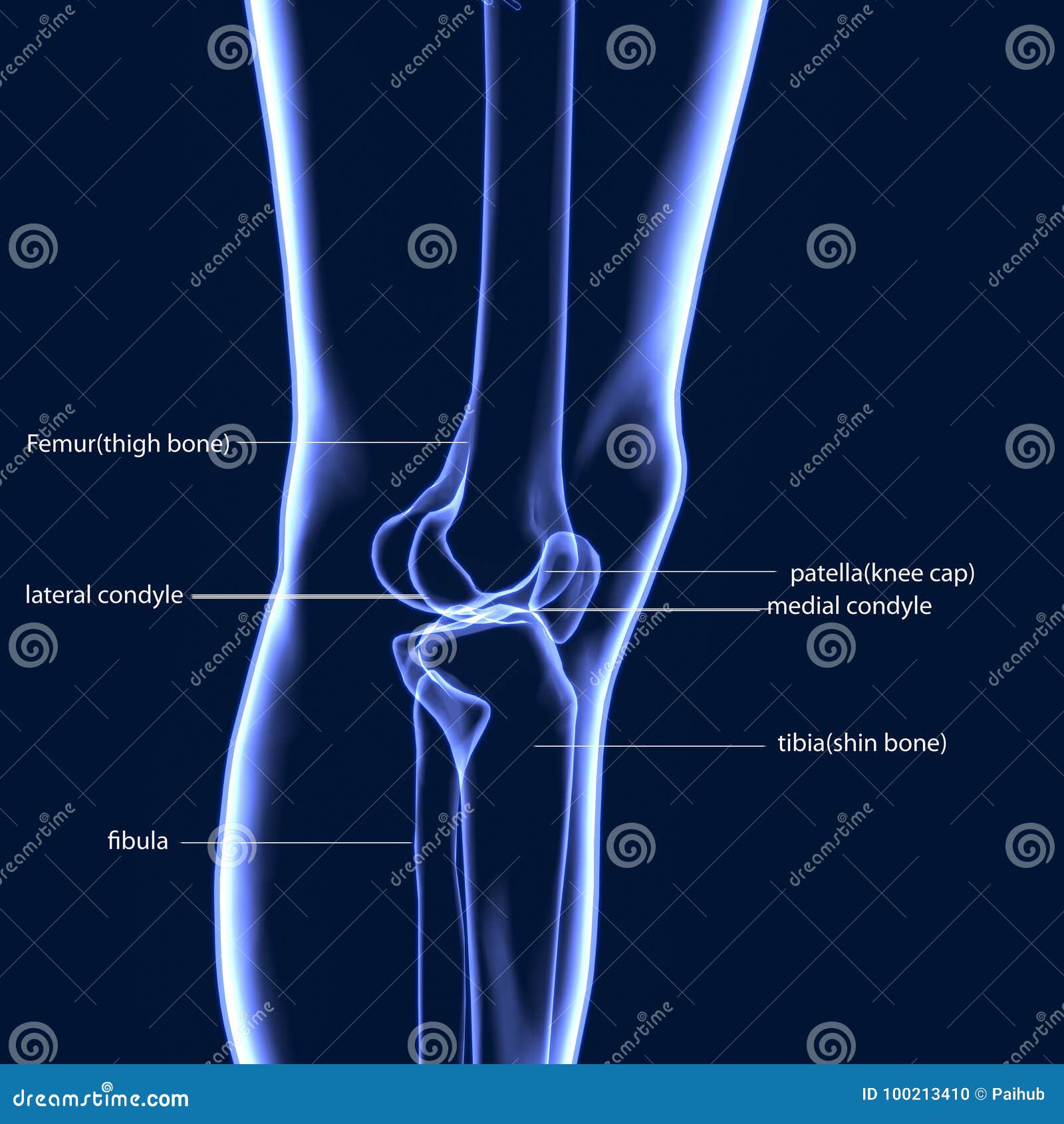 3D Illustration Of Human Skeleton Tibia And Fibula Bones Stock Photo ...