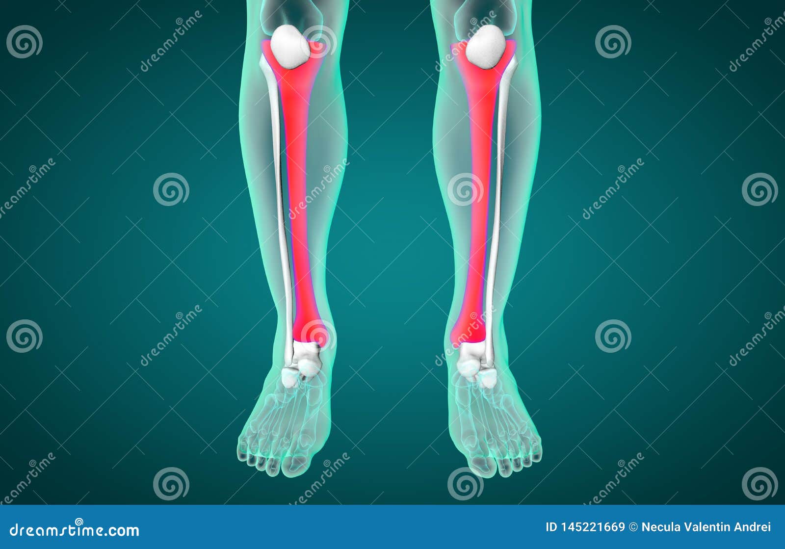 3D Illustration of Tibia, Medical Concept Stock Illustration ...