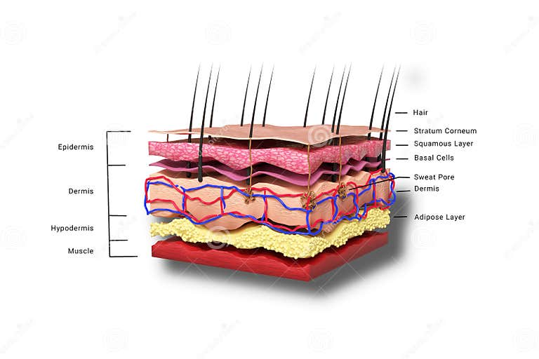 Human skin anatomy diagram stock illustration. Illustration of ... Human skin anatomy diagram stock illustration. Illustration of ...