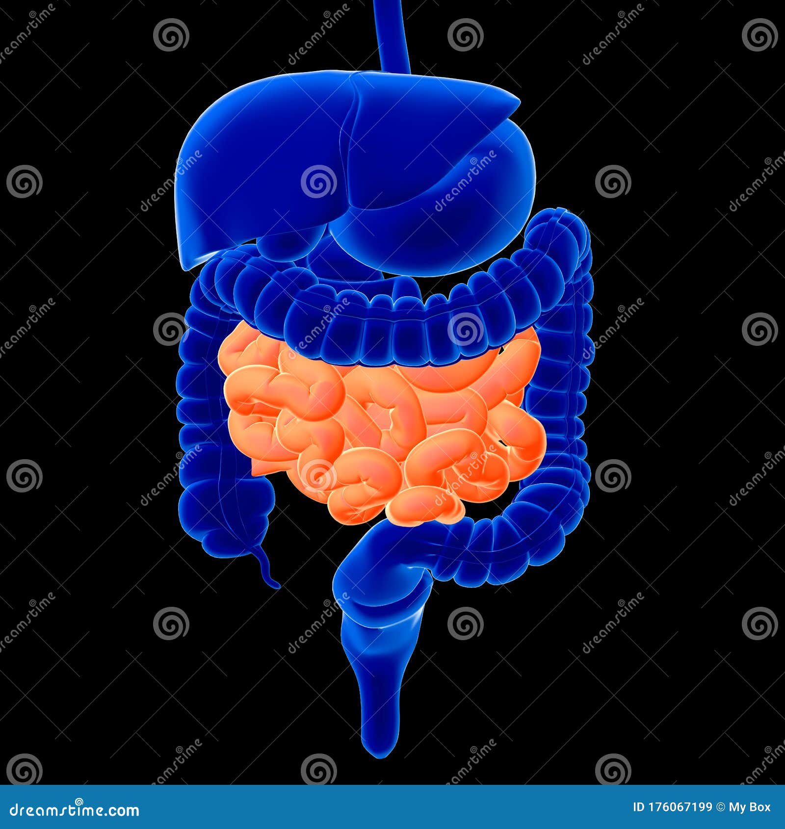 3d Illustration Human Small Intestine 3D Render Stock Illustration ...