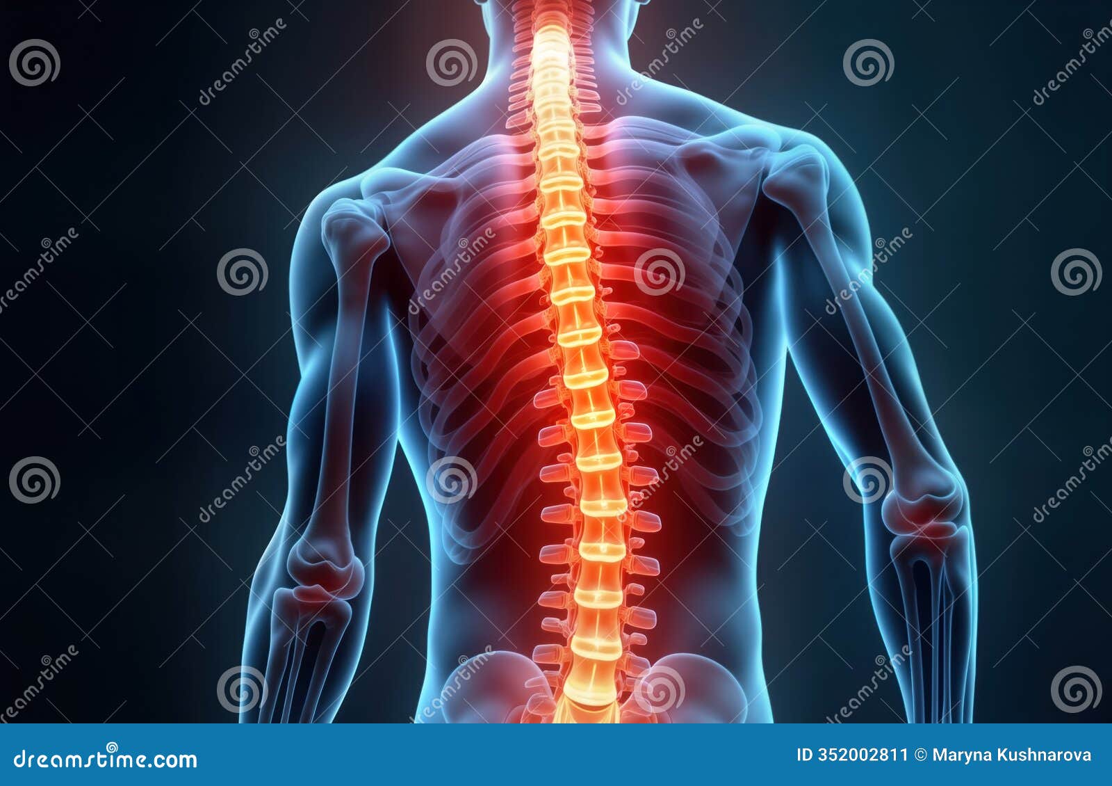 Lumbar Vertebra The Largest Segments Of The Vertebral Column Royalty