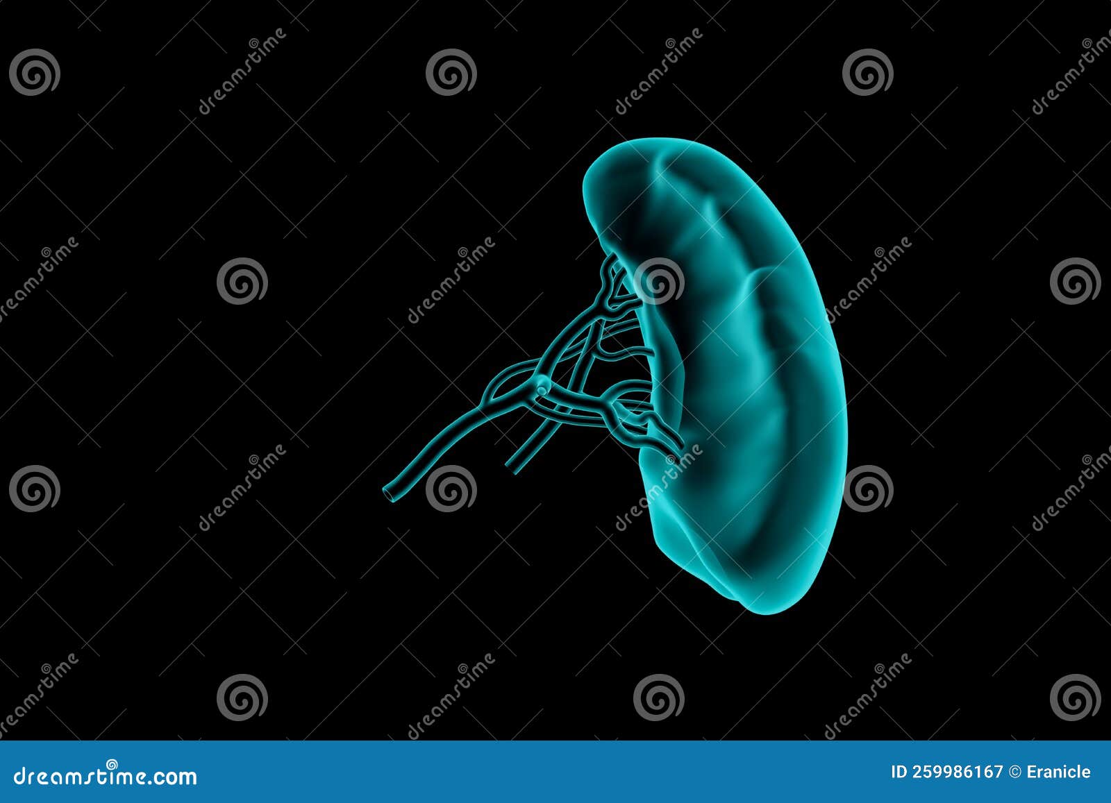 3d Illustration of Human Spleen X-ray Stock Illustration - Illustration ...