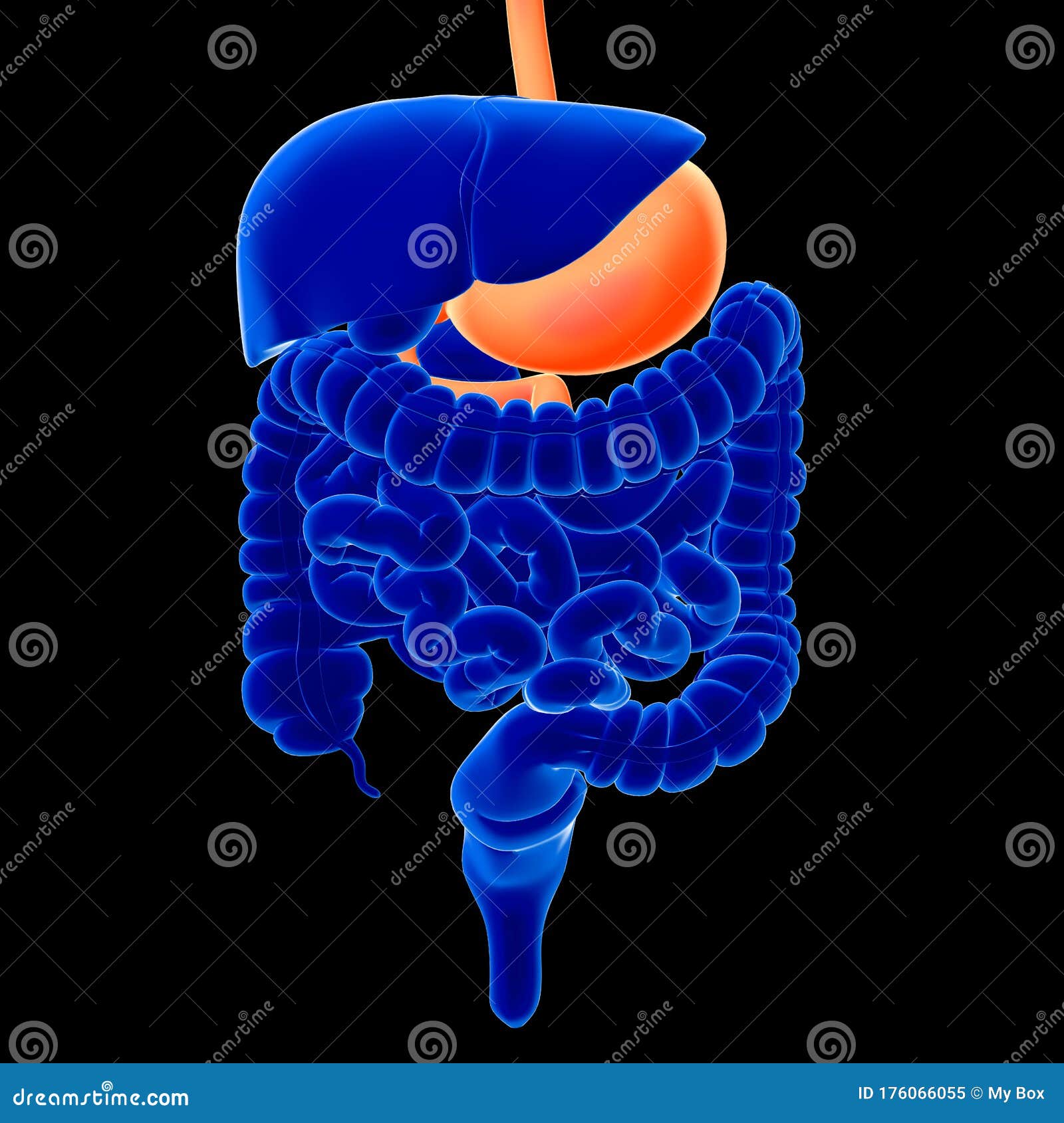 3d Illustration Human Stomach 3D Render Stock Illustration ...