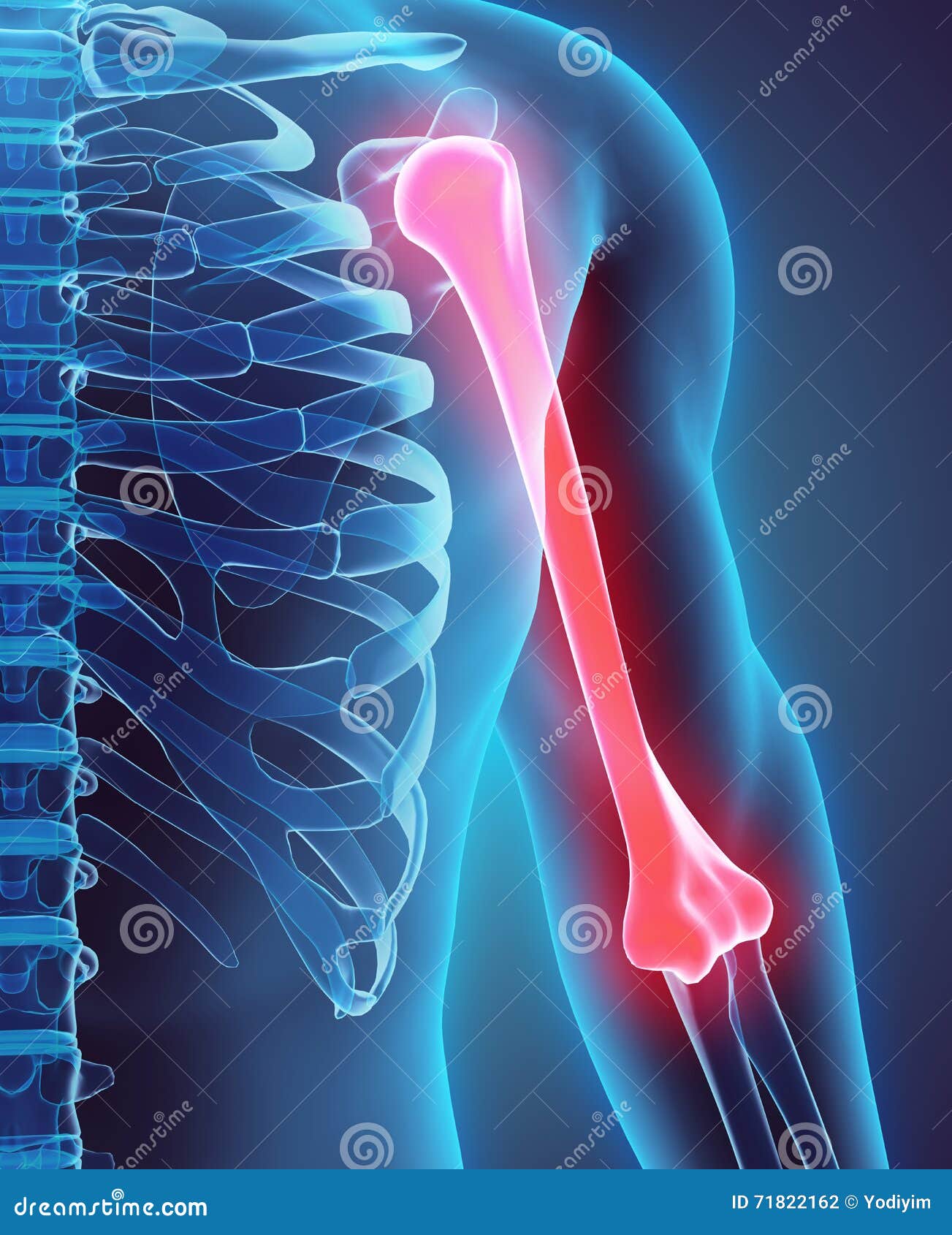 3D Illustration of Humerus, Medical Concept. Stock Illustration ...