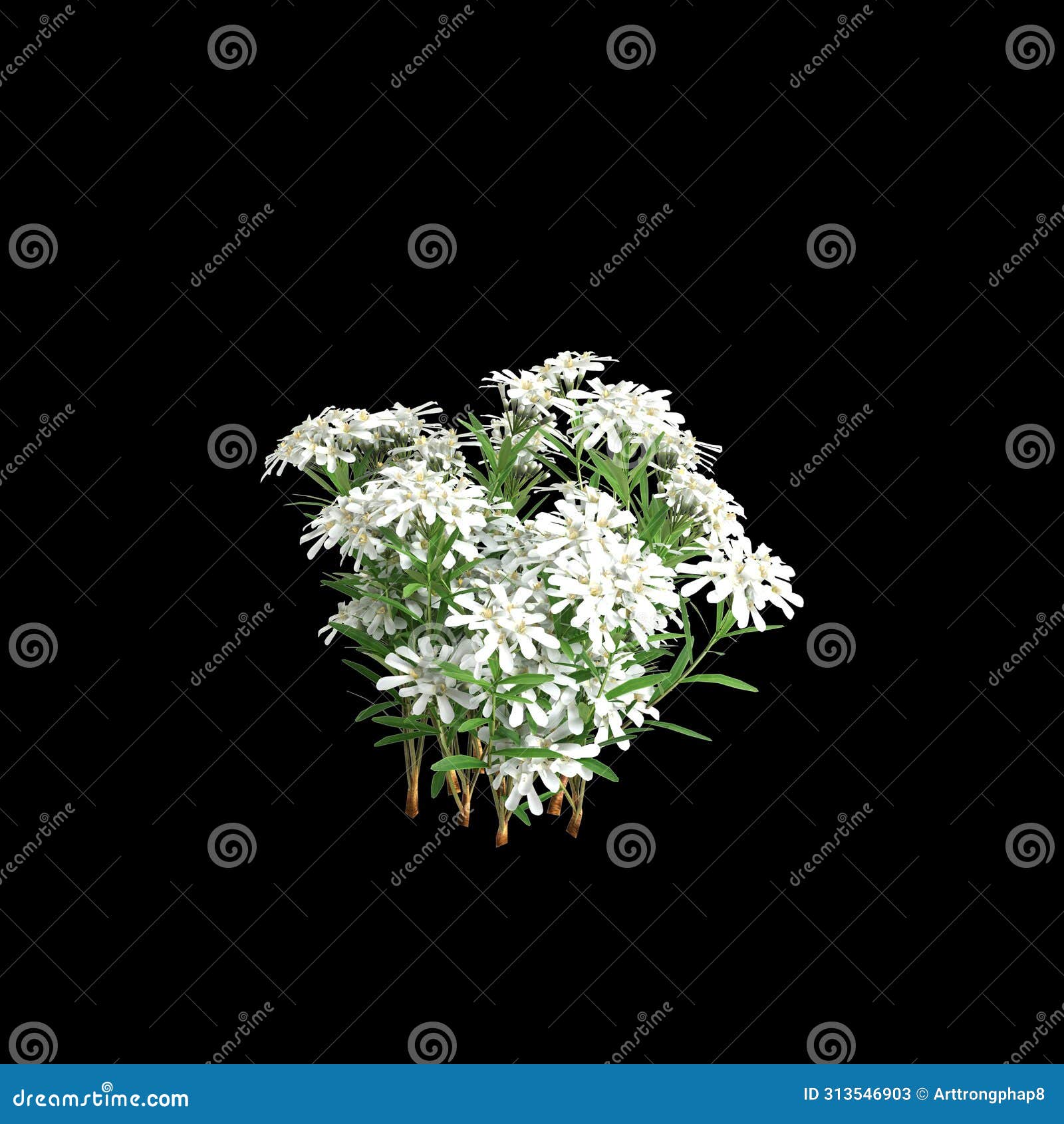 3d Illustration Of Iberis Sempervirens Bush Isolated On Black ...