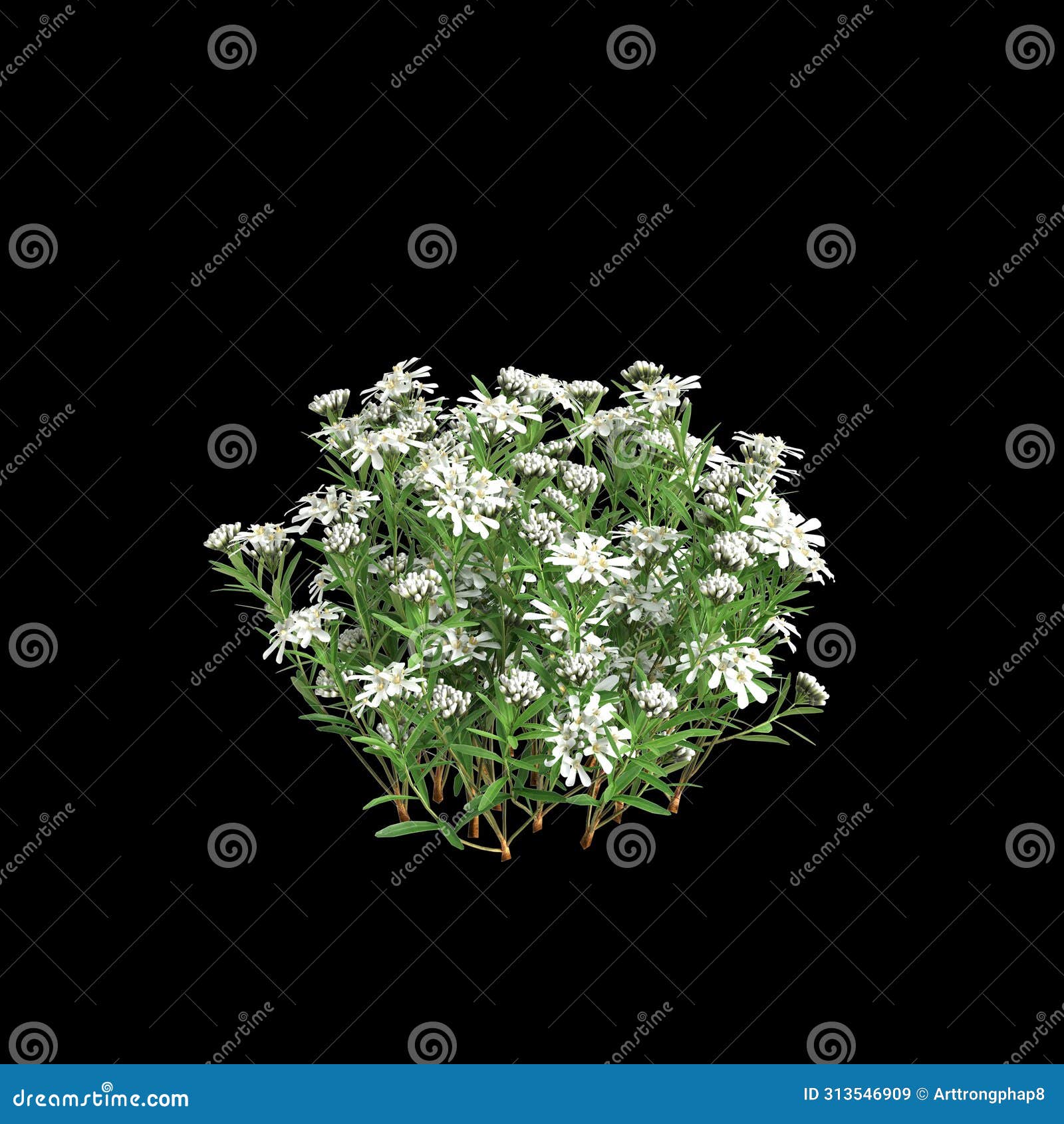 3d Illustration of Iberis Sempervirens Bush Isolated on Black ...