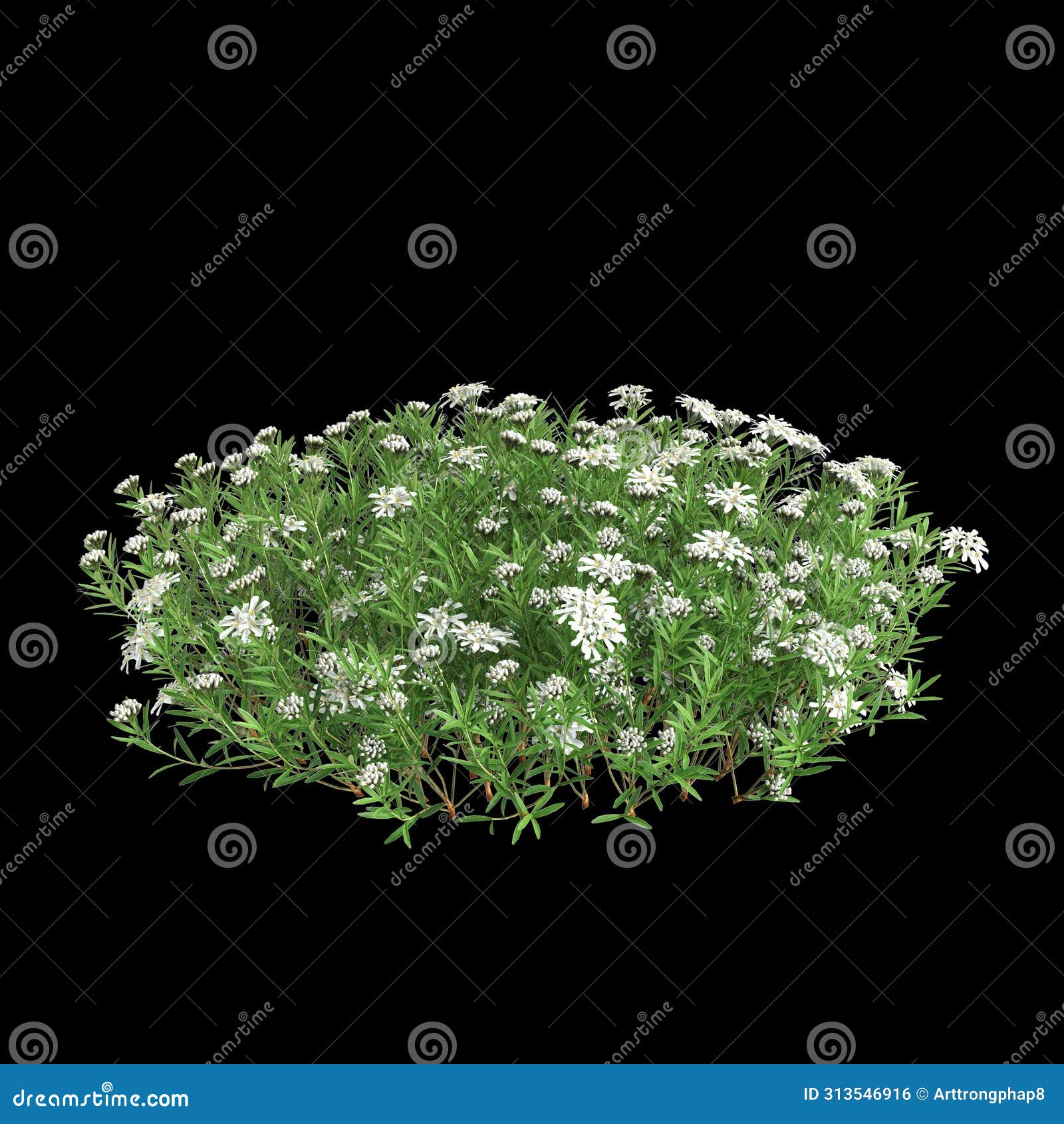 Iberis Sempervirens - Candytuft Plant Isolated On White Background. 3D ...