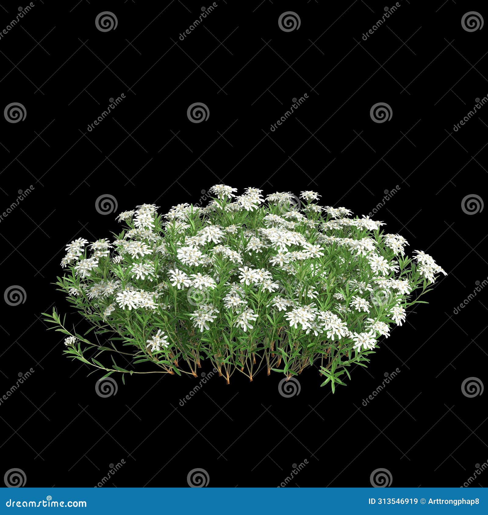 3d Illustration of Iberis Sempervirens Bush Isolated on Black ...