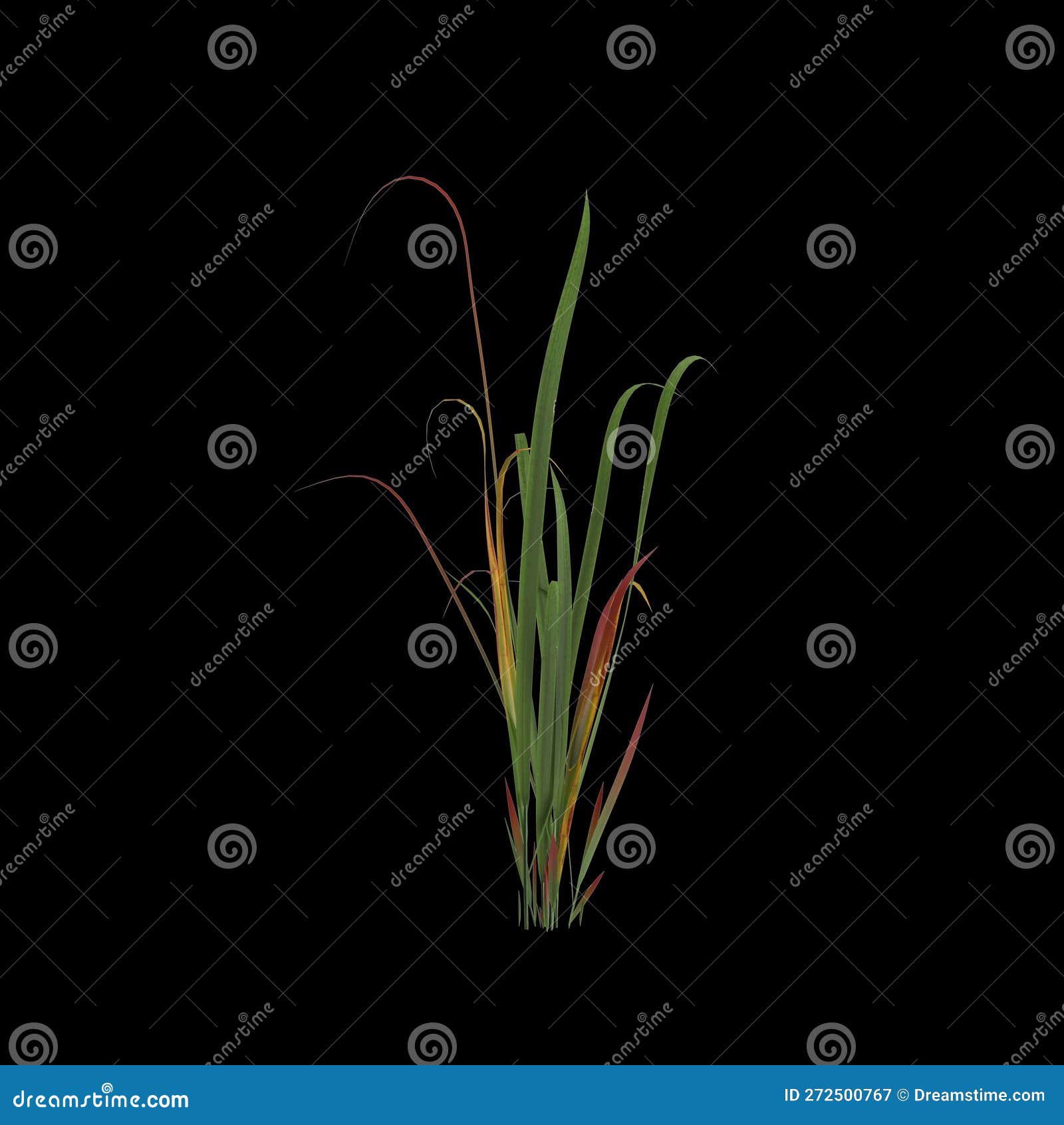 3d Illustration Of Imperata Grass Isolated On Black Background Royalty ...
