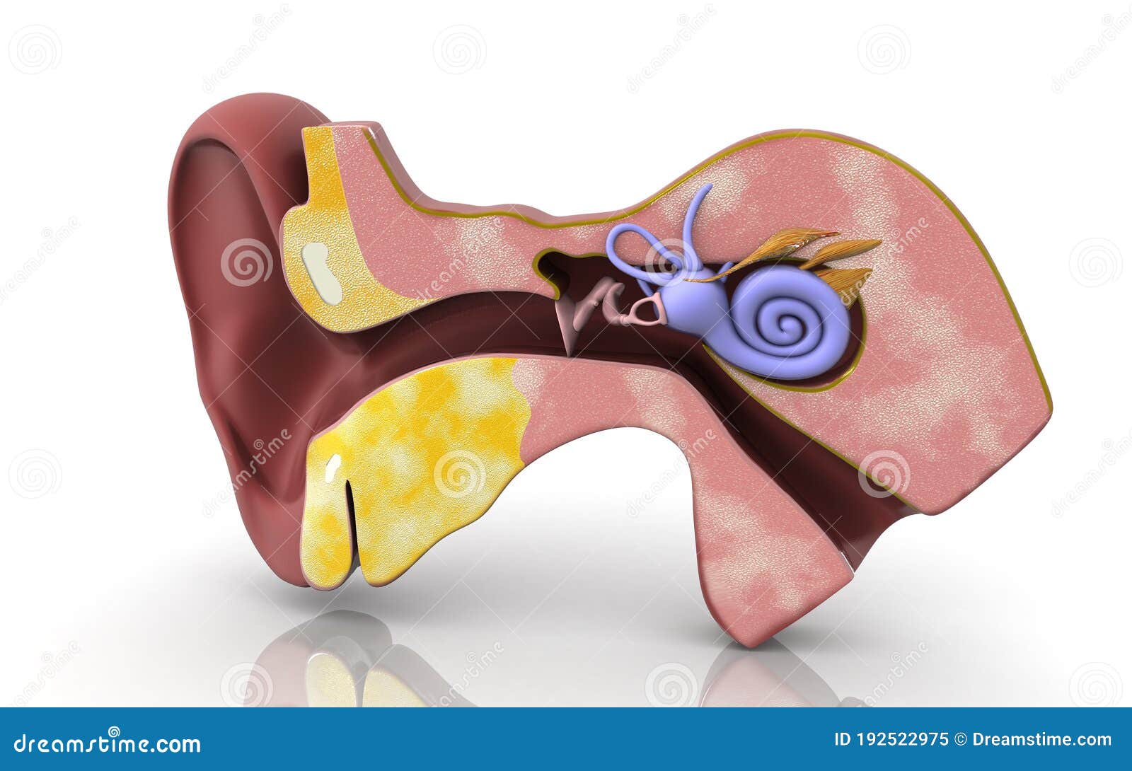 3D Illustration of Inner Ear .Cochlea in Color Background Stock ...