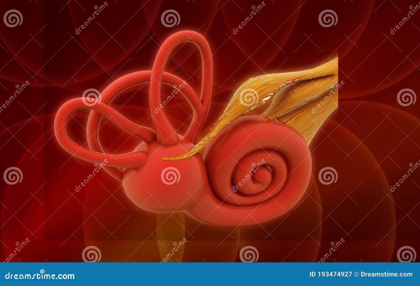 3D Illustration Of Inner Ear .Cochlea In Color Background ...
