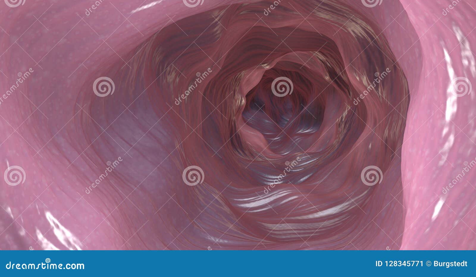 Inner Side of the Colon or Intestinal Tract Stock Illustration ...