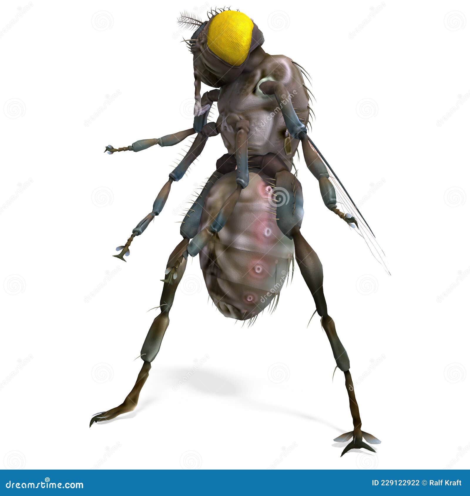 3d-illustration of an Isolated Huge Fly Stock Illustration ...