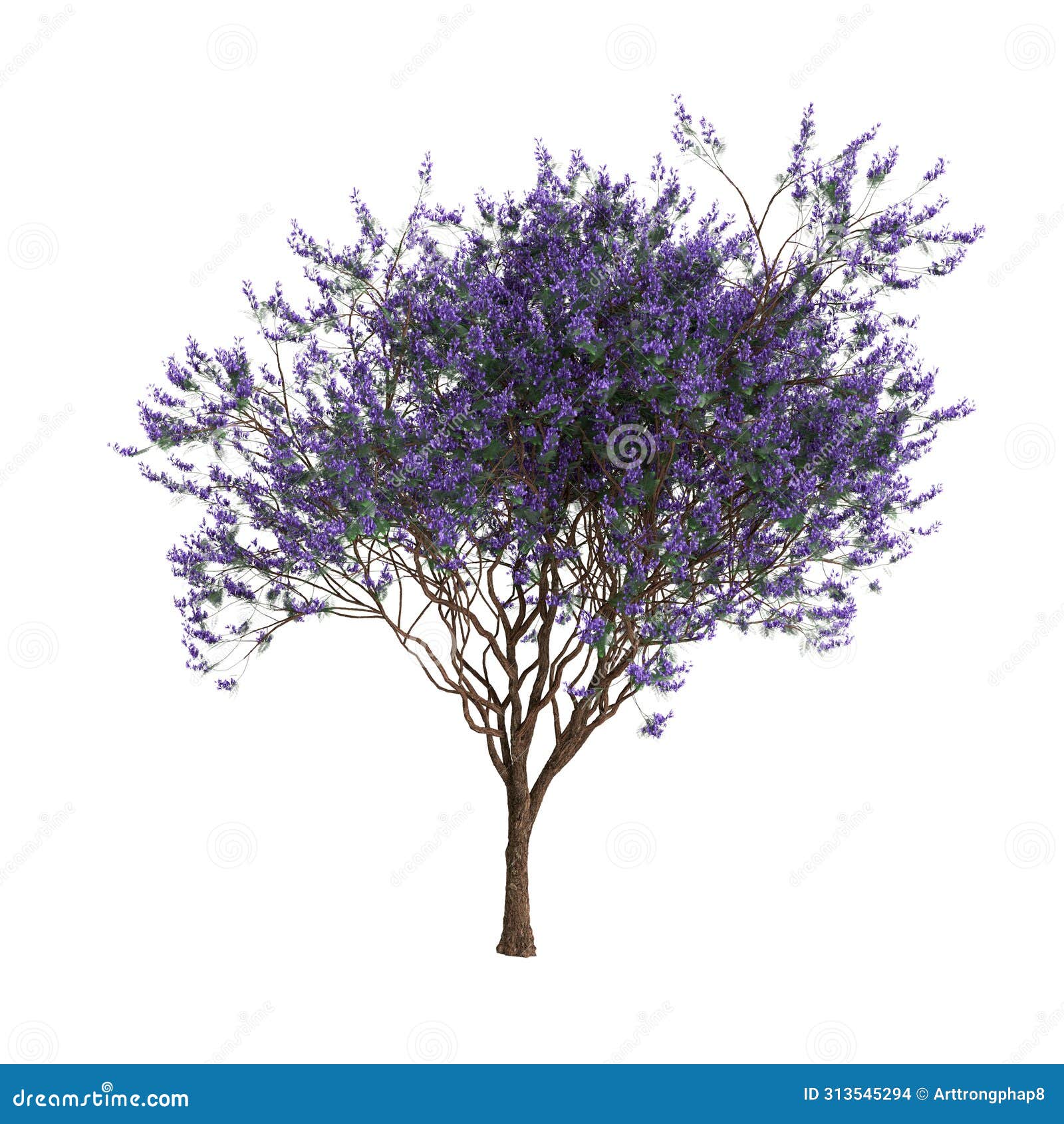 3d Illustration of Jacaranda Mimosifolia Tree Isolated on White ...