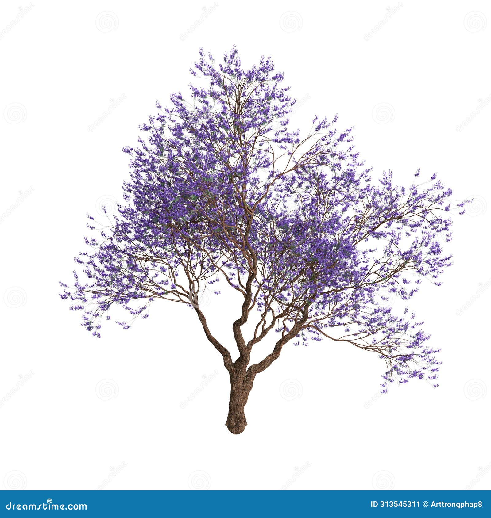3d Illustration of Jacaranda Mimosifolia Tree Isolated on White ...