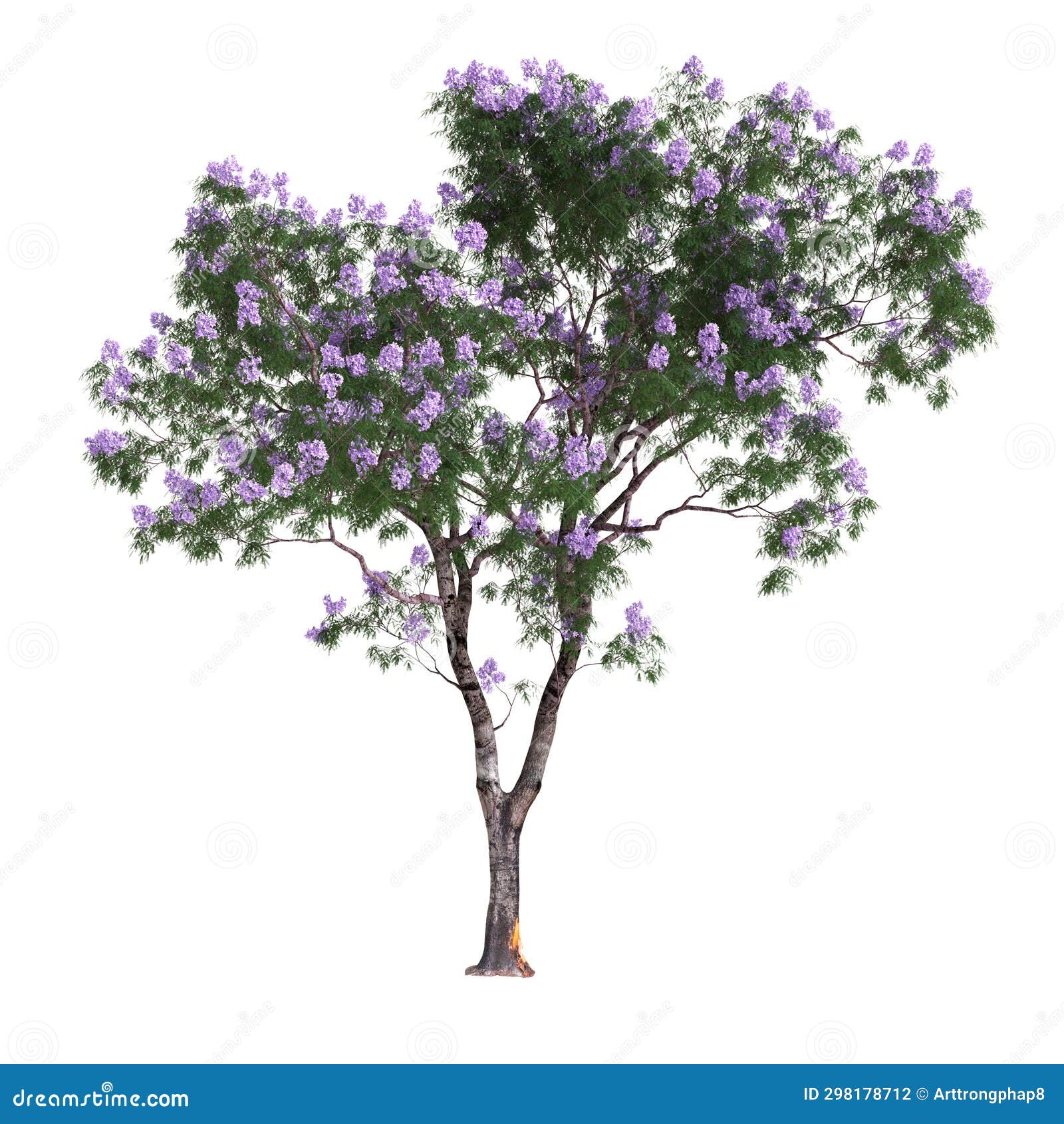 3d Illustration Of Jacaranda Mimosifolia Tree Isolated On White ...