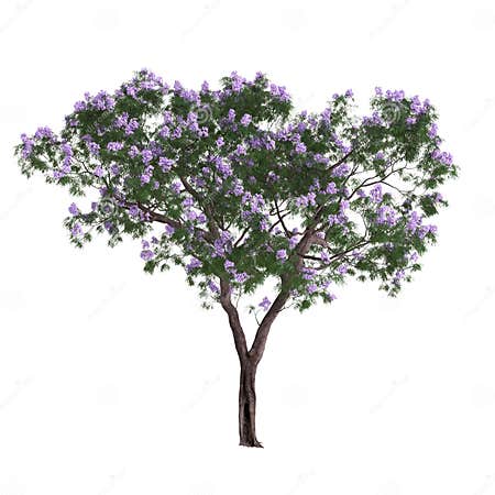 3d Illustration of Jacaranda Tree Isolated on White Background Stock ...