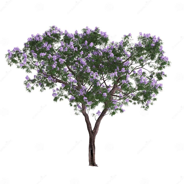 3d Illustration of Jacaranda Tree Isolated on White Background Stock ...