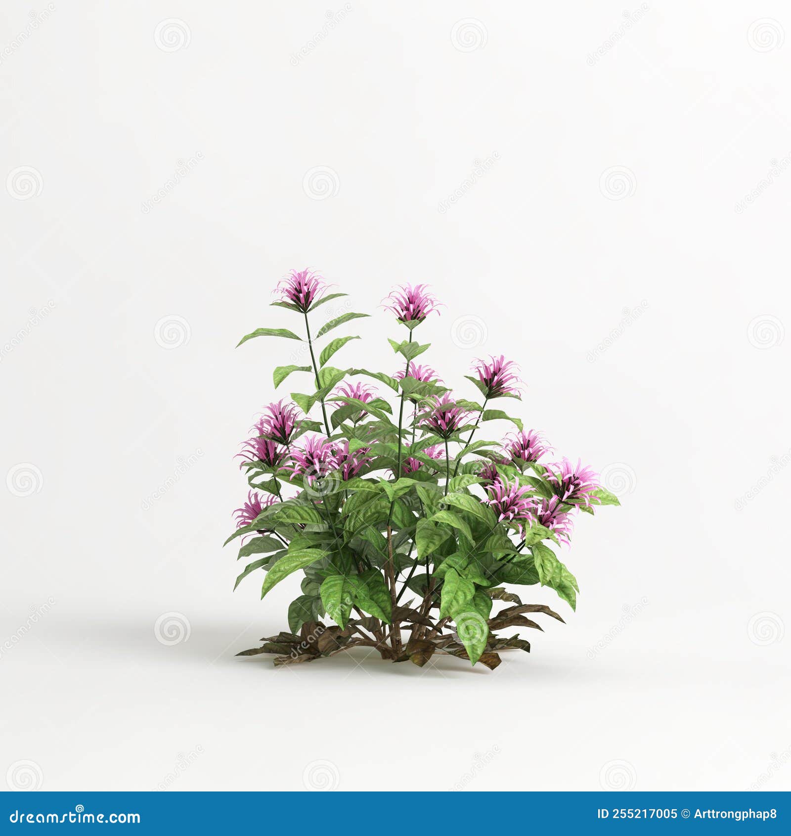 3d Illustration of Justicia Carnea Tree Isolated on White Background ...