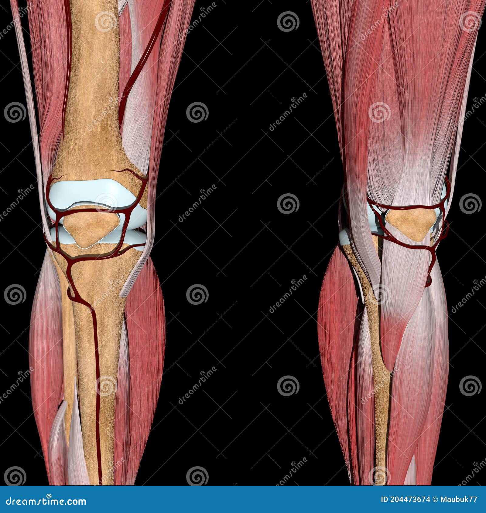 Knee Muscles. Front View Didactic Scheme Of Anatomy Of Human Muscular ...