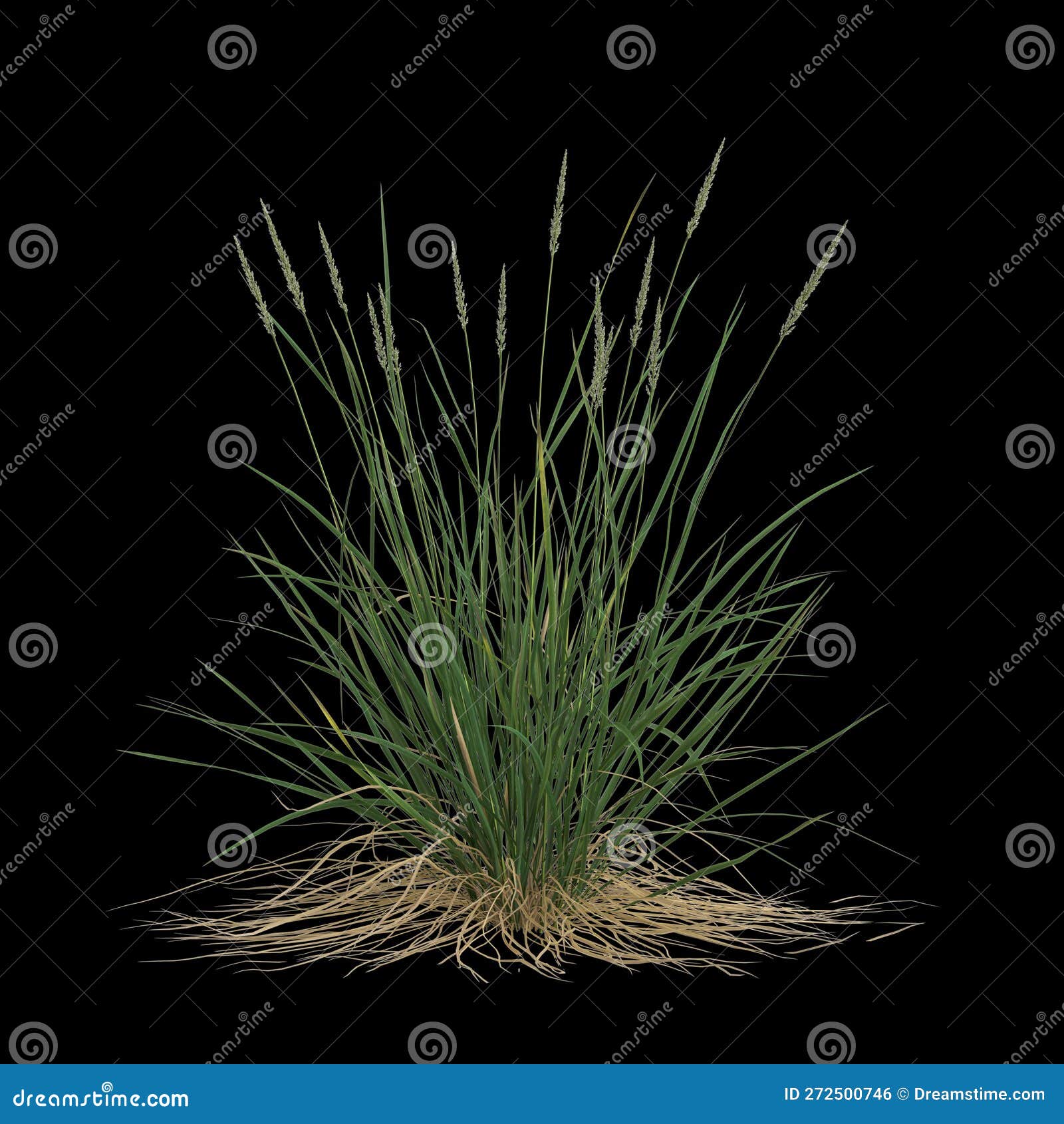 3d Illustration of Koeleria Macrantha Bush Isolated on Black Background ...