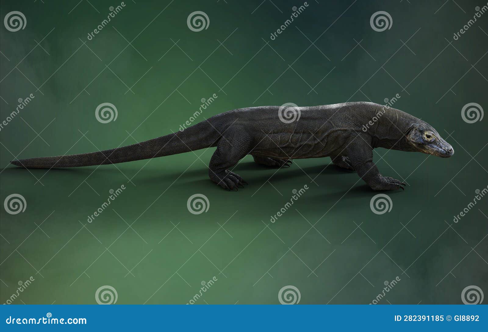 3d Illustration Komodo Dragon Pose on Green Studio. Stock Illustration ...